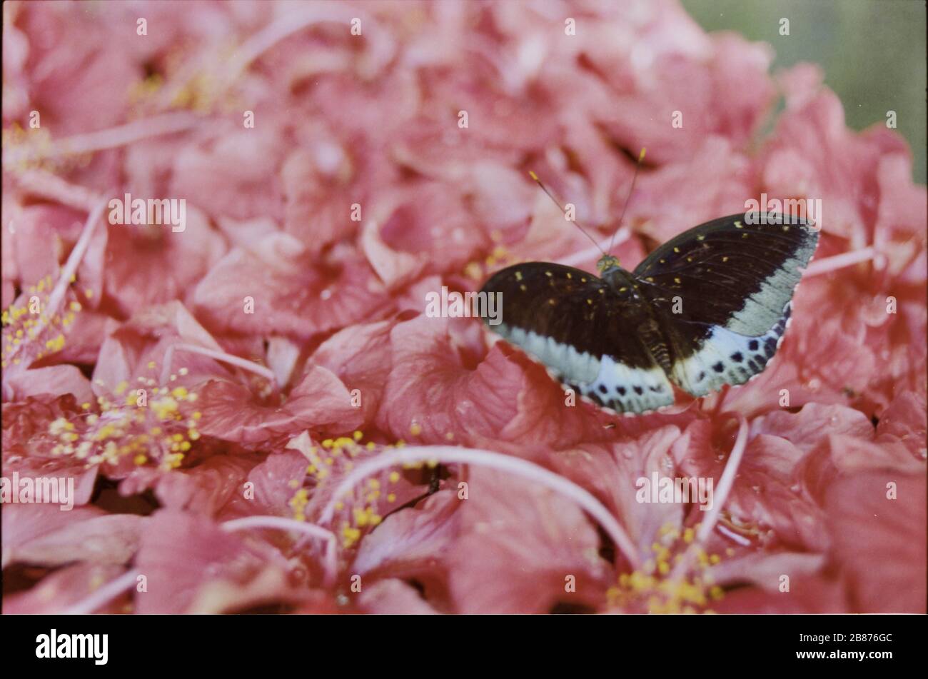Farfalla su fiori rosa immagini e fotografie stock ad alta risoluzione ...