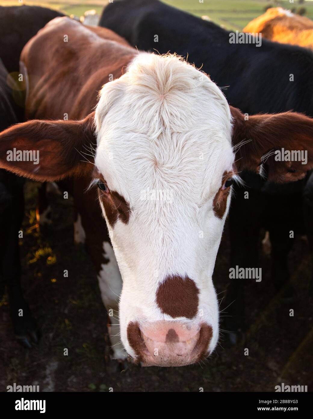 Mucca marrone e bianca razza immagini e fotografie stock ad alta ...