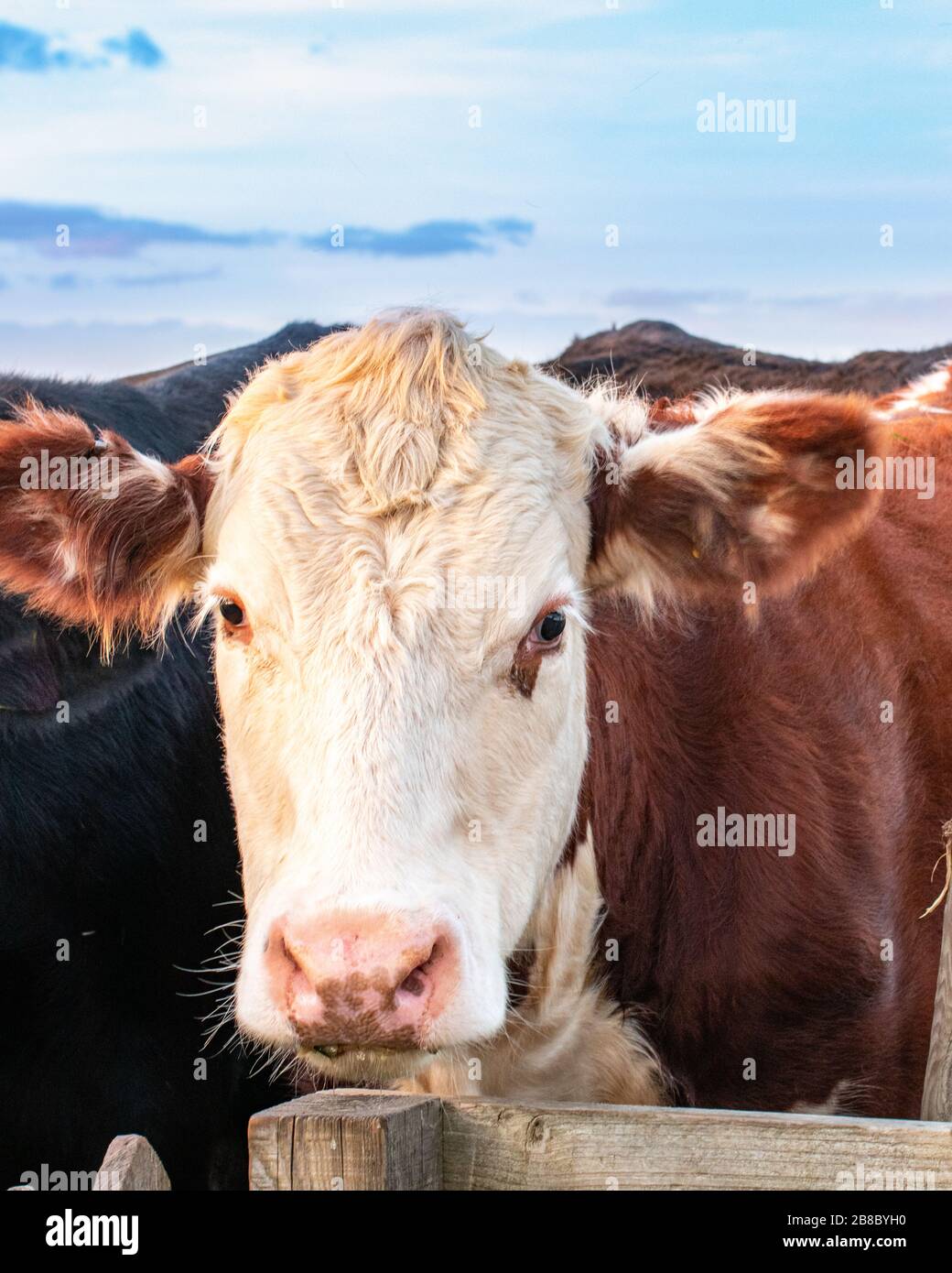 Mucca marrone e bianca razza immagini e fotografie stock ad alta ...