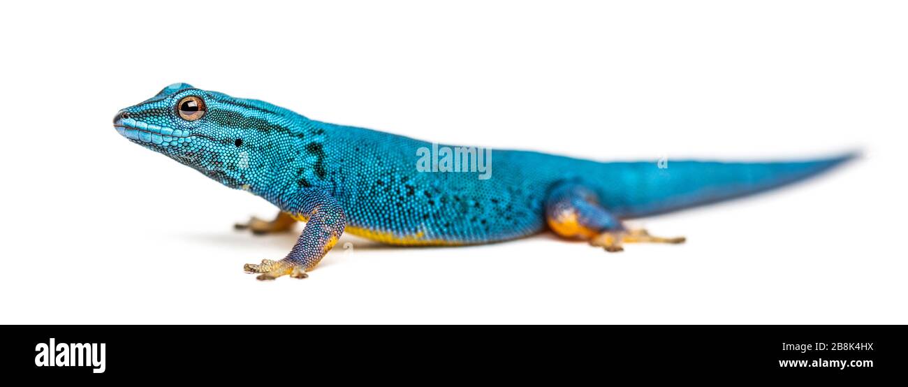 Williams nano geco immagini e fotografie stock ad alta risoluzione - Alamy