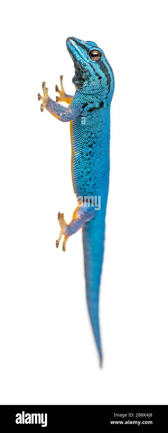 Williams nano geco immagini e fotografie stock ad alta risoluzione - Alamy