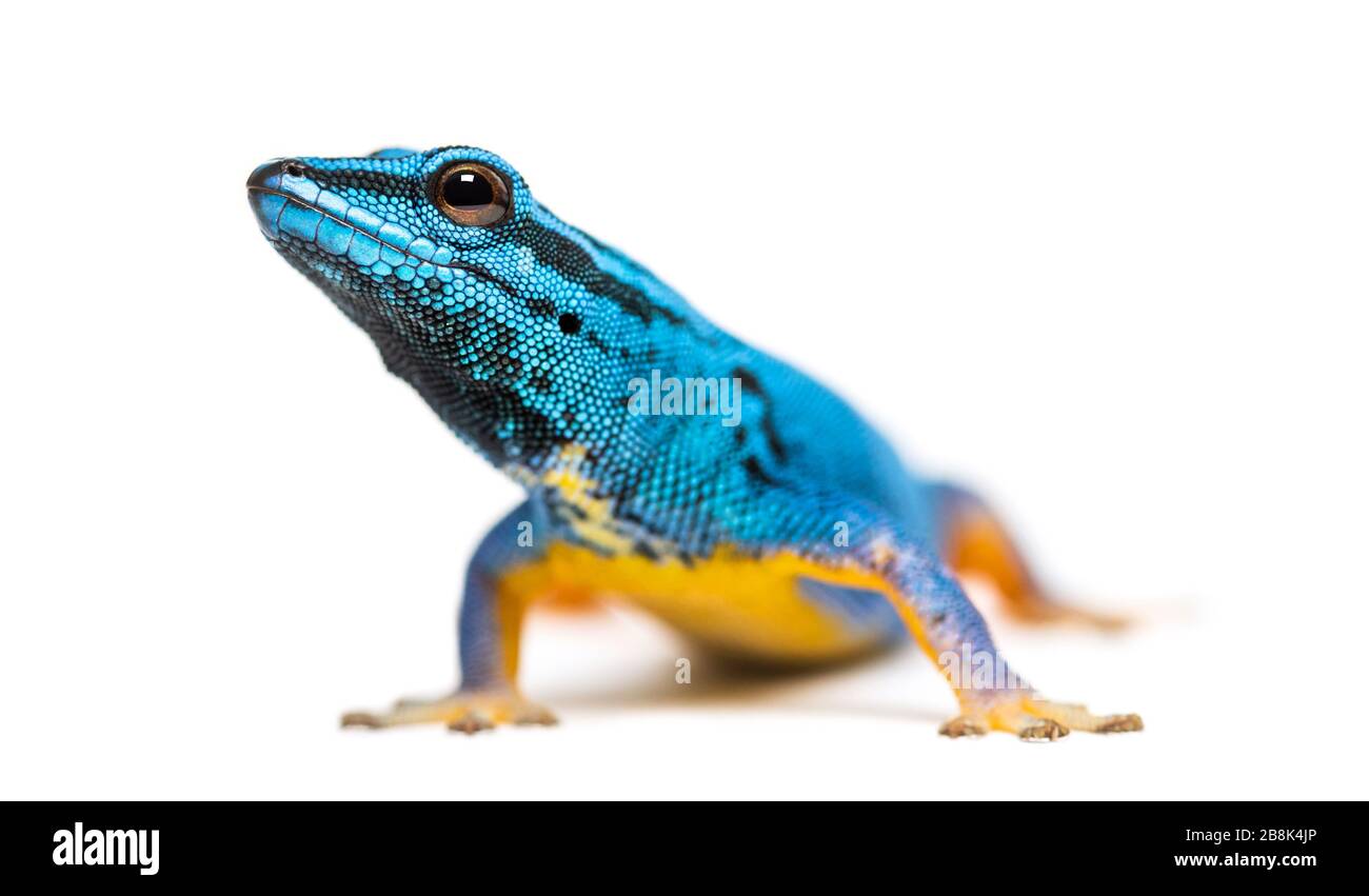 Williams nano geco immagini e fotografie stock ad alta risoluzione - Alamy