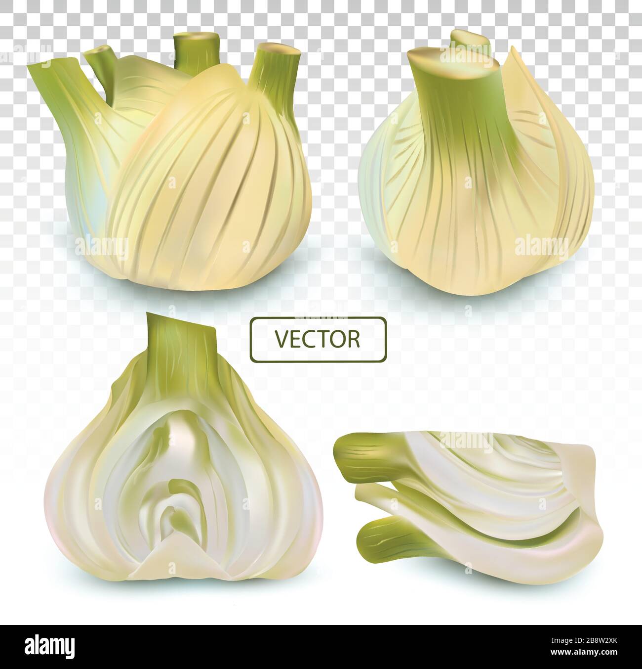 Bulbo di finocchio di firenze Immagini Vettoriali Stock - Alamy