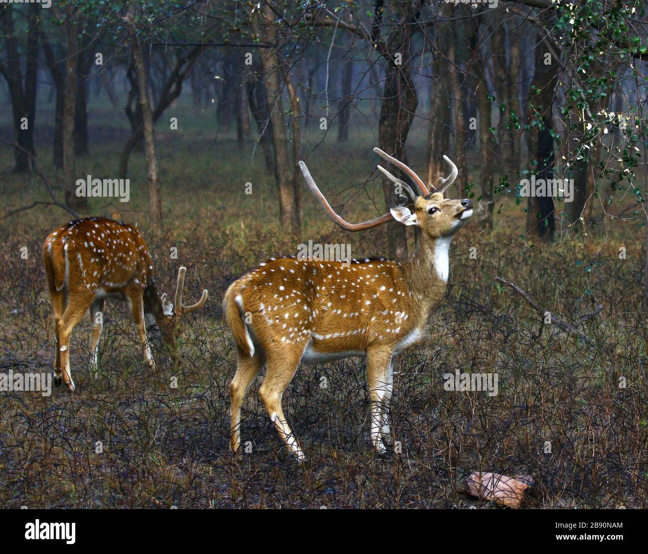 Parchi dei cervi immagini e fotografie stock ad alta risoluzione - Alamy