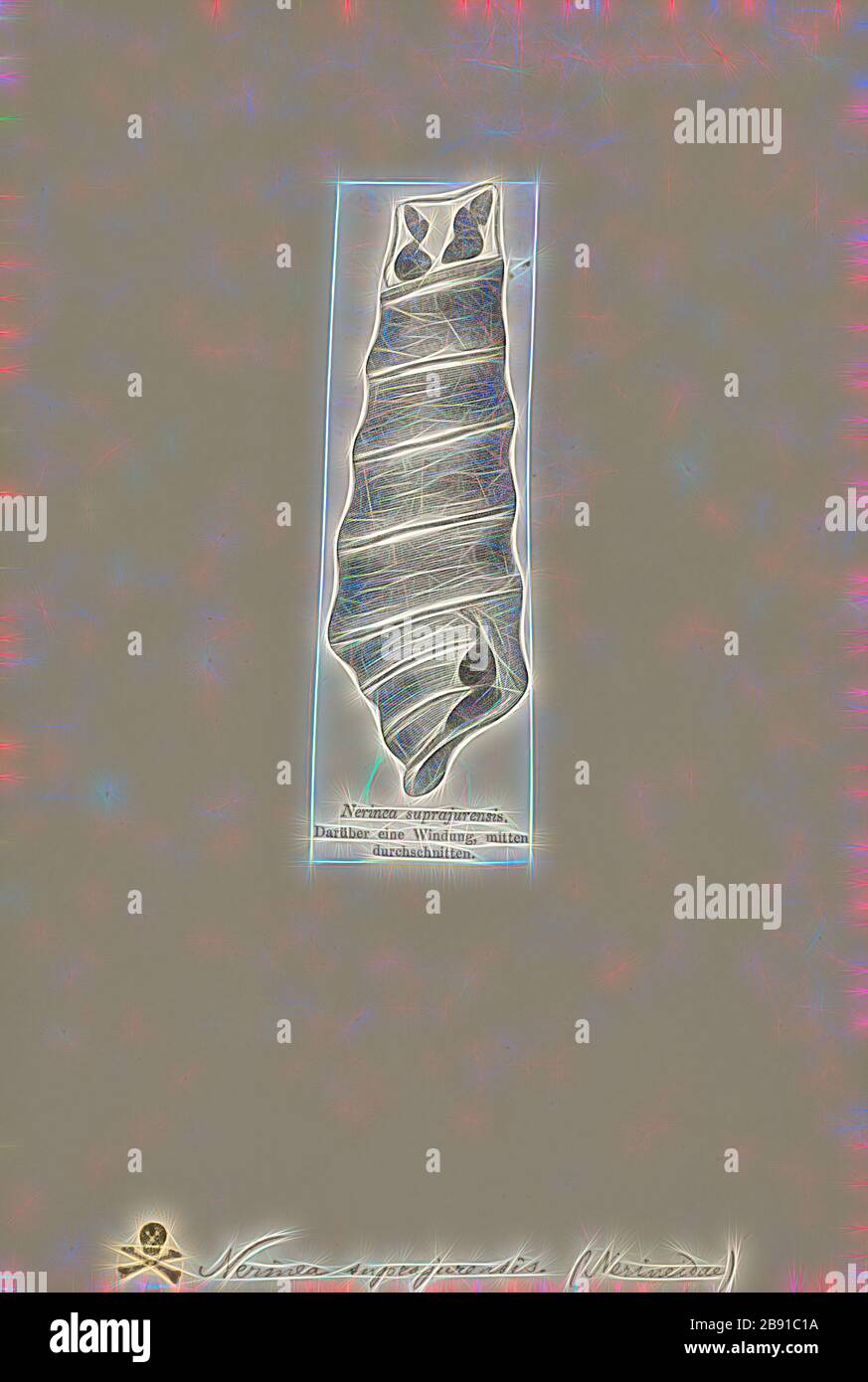 Nerinea suprajurensis immagini e fotografie stock ad alta risoluzione ...