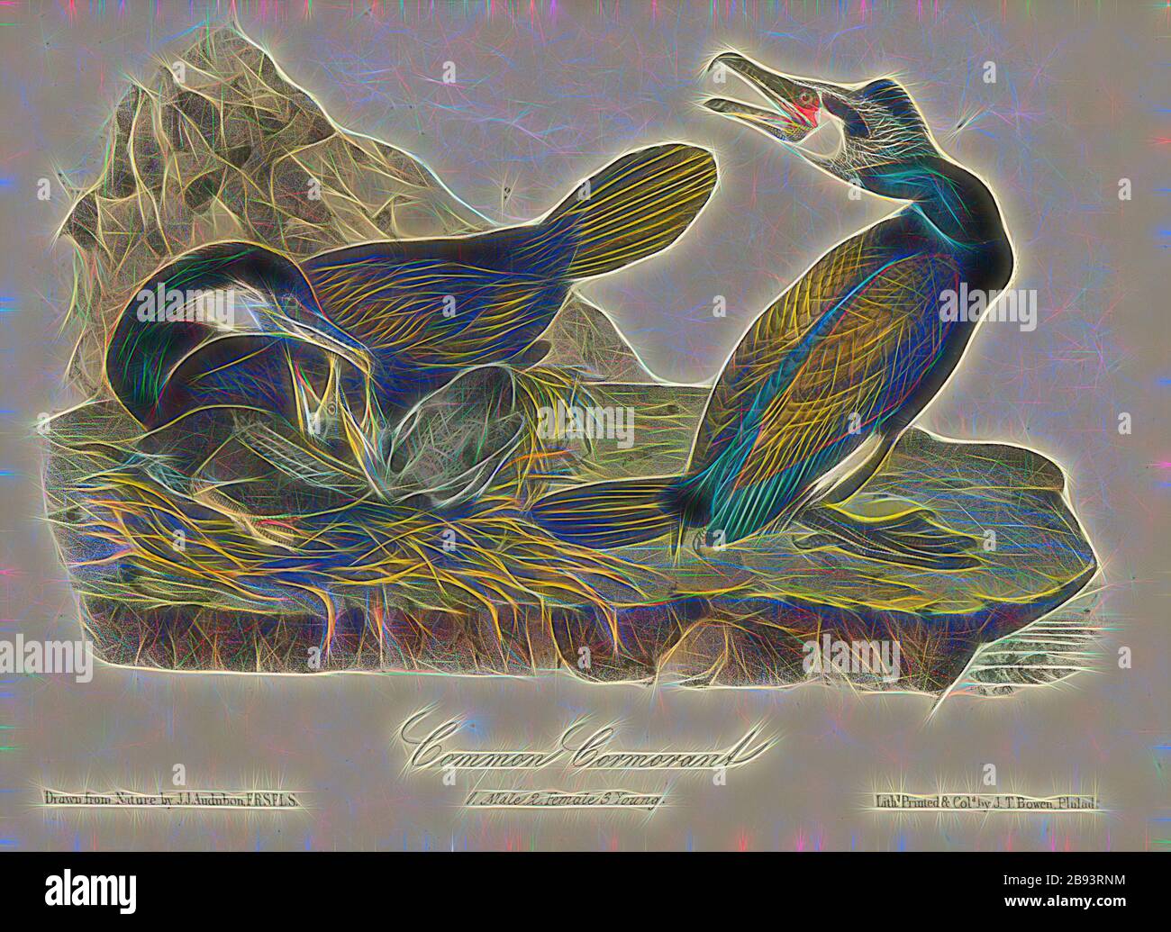 Cormorano comune, cormorano (falacrocorax carbo), firmato: J.J. Audubon ...