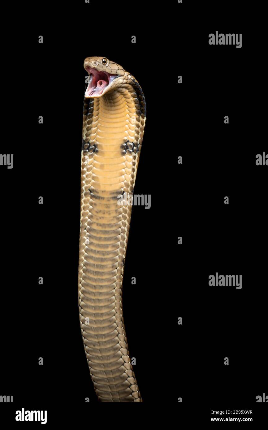 Cappuccio cobra reale immagini e fotografie stock ad alta risoluzione ...