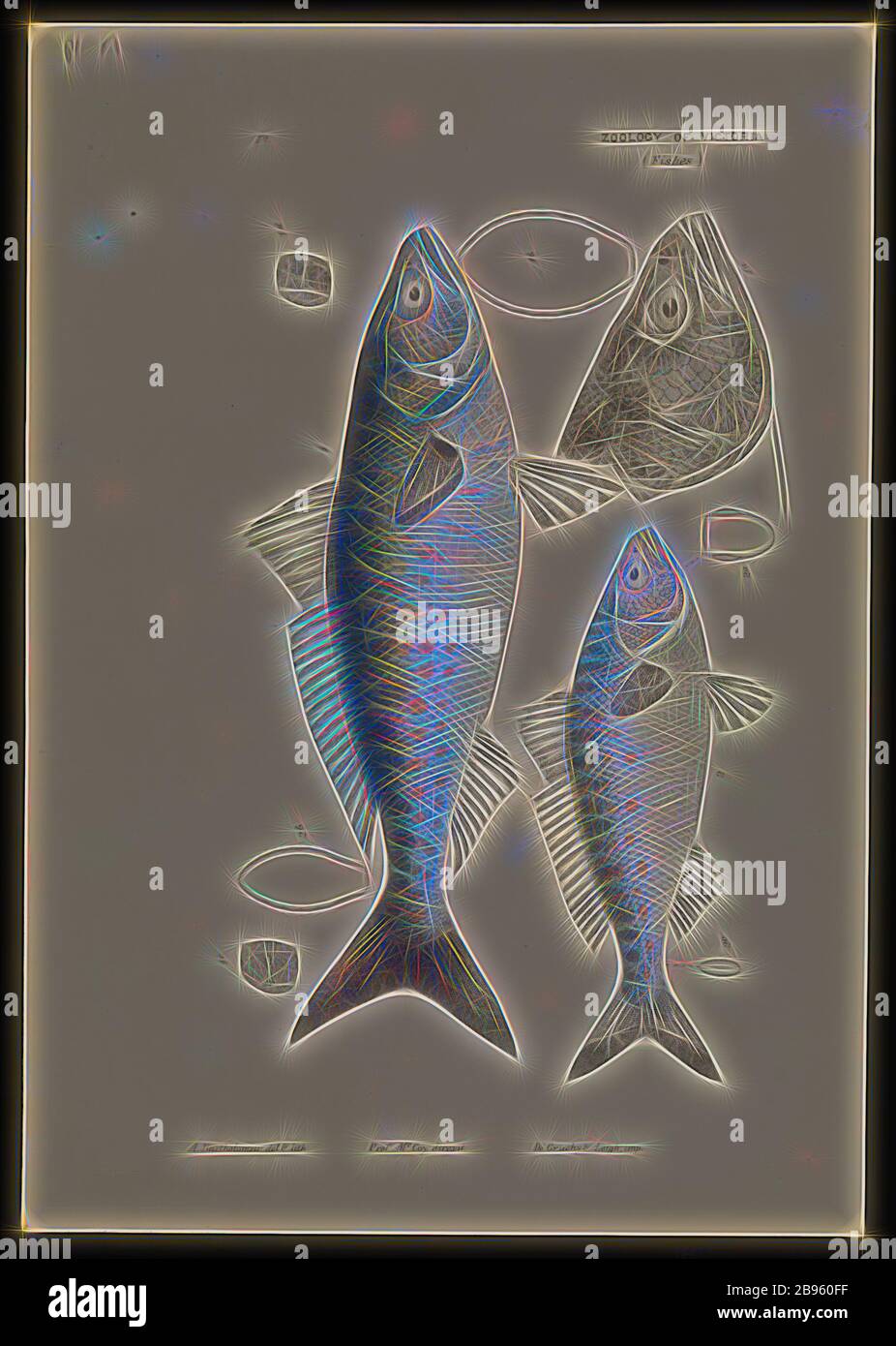 Arripis truttaceus, Reimagined by Gibon, design di calore allegro di ...