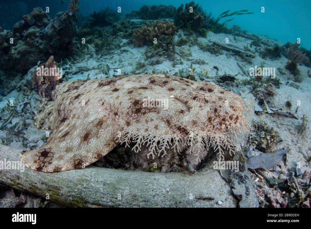 Tappeto squali immagini e fotografie stock ad alta risoluzione - Alamy