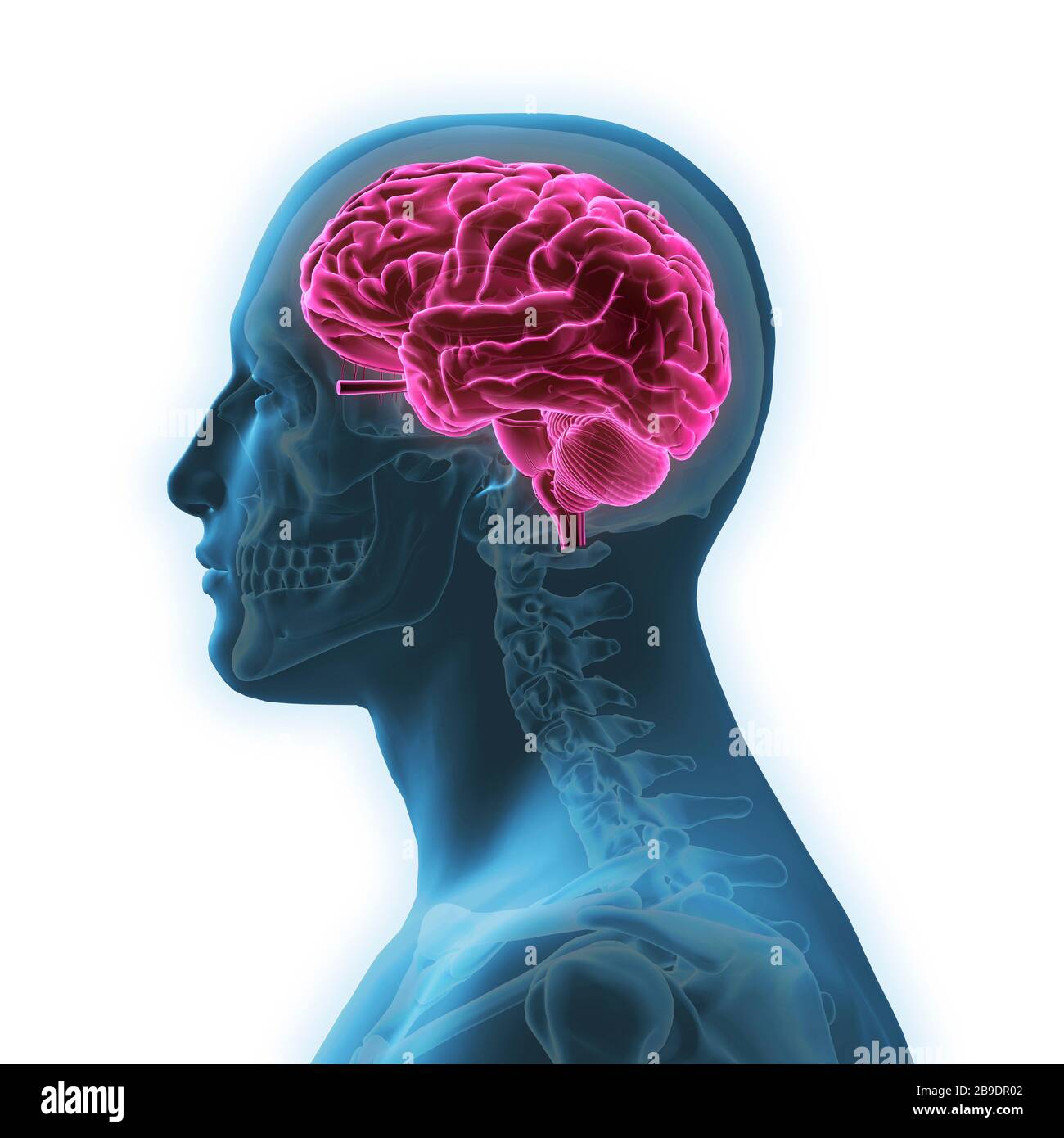 Encefalo e midollo spinale immagini e fotografie stock ad alta ...