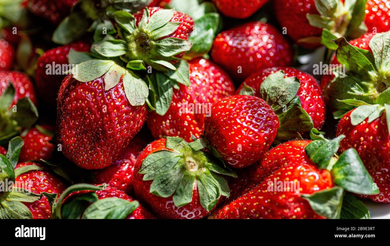 Fragola Commestibile Matura Immagini e Fotos Stock - Alamy