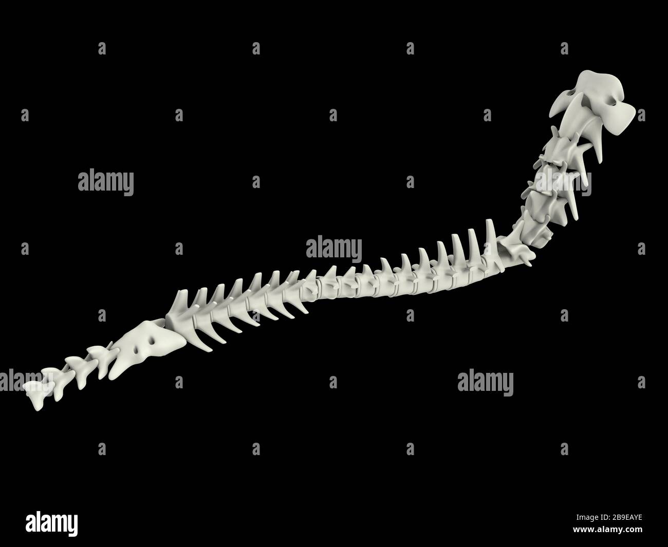 Sfondo della colonna vertebrale immagini e fotografie stock ad alta ...