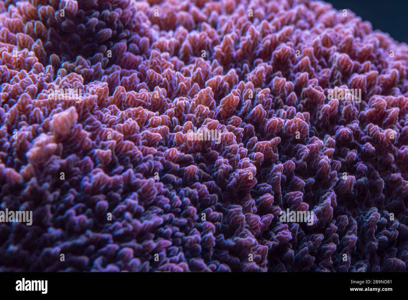 Coralli marini immagini e fotografie stock ad alta risoluzione - Alamy