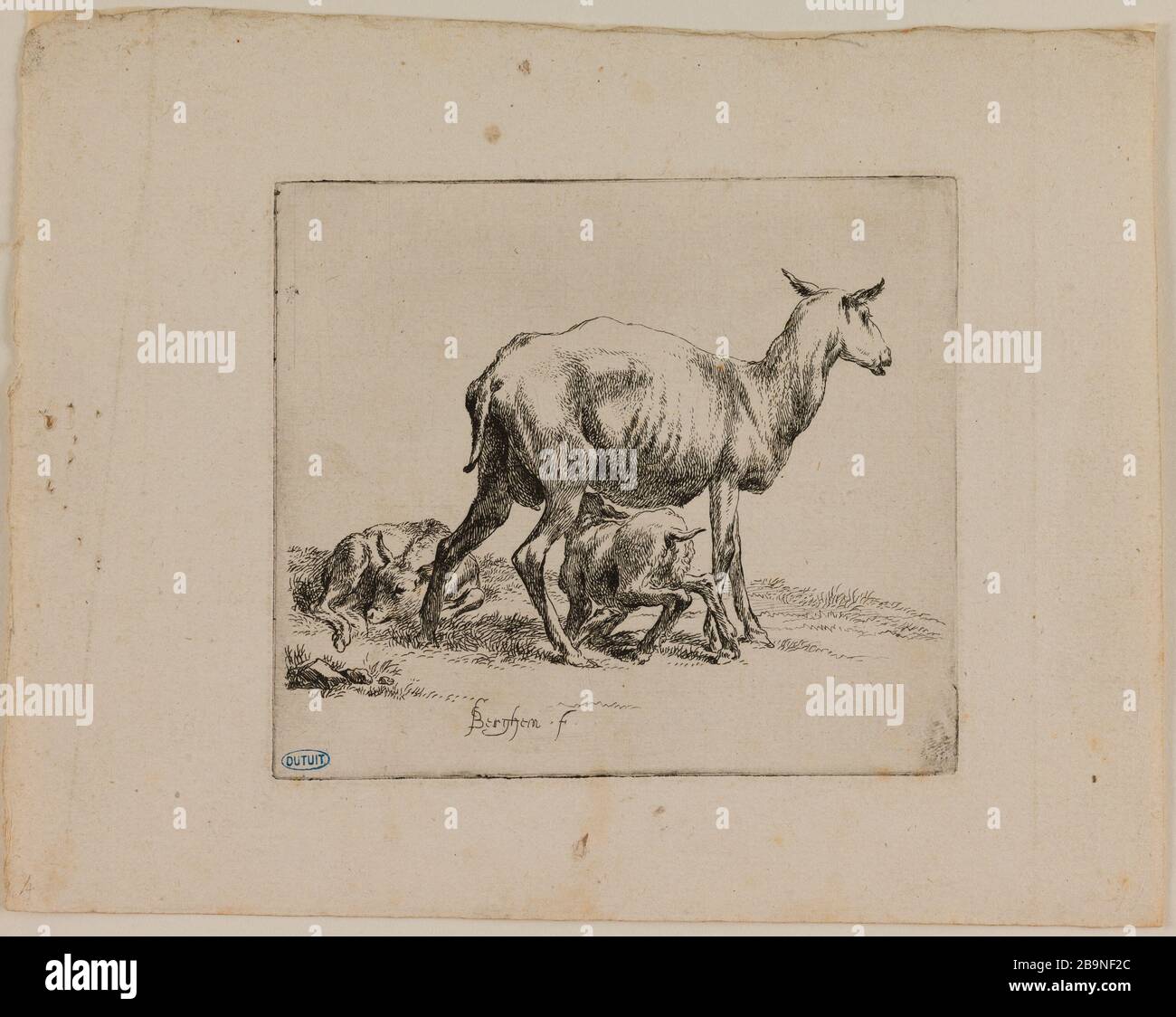 Brebis mouton immagini e fotografie stock ad alta risoluzione - Alamy