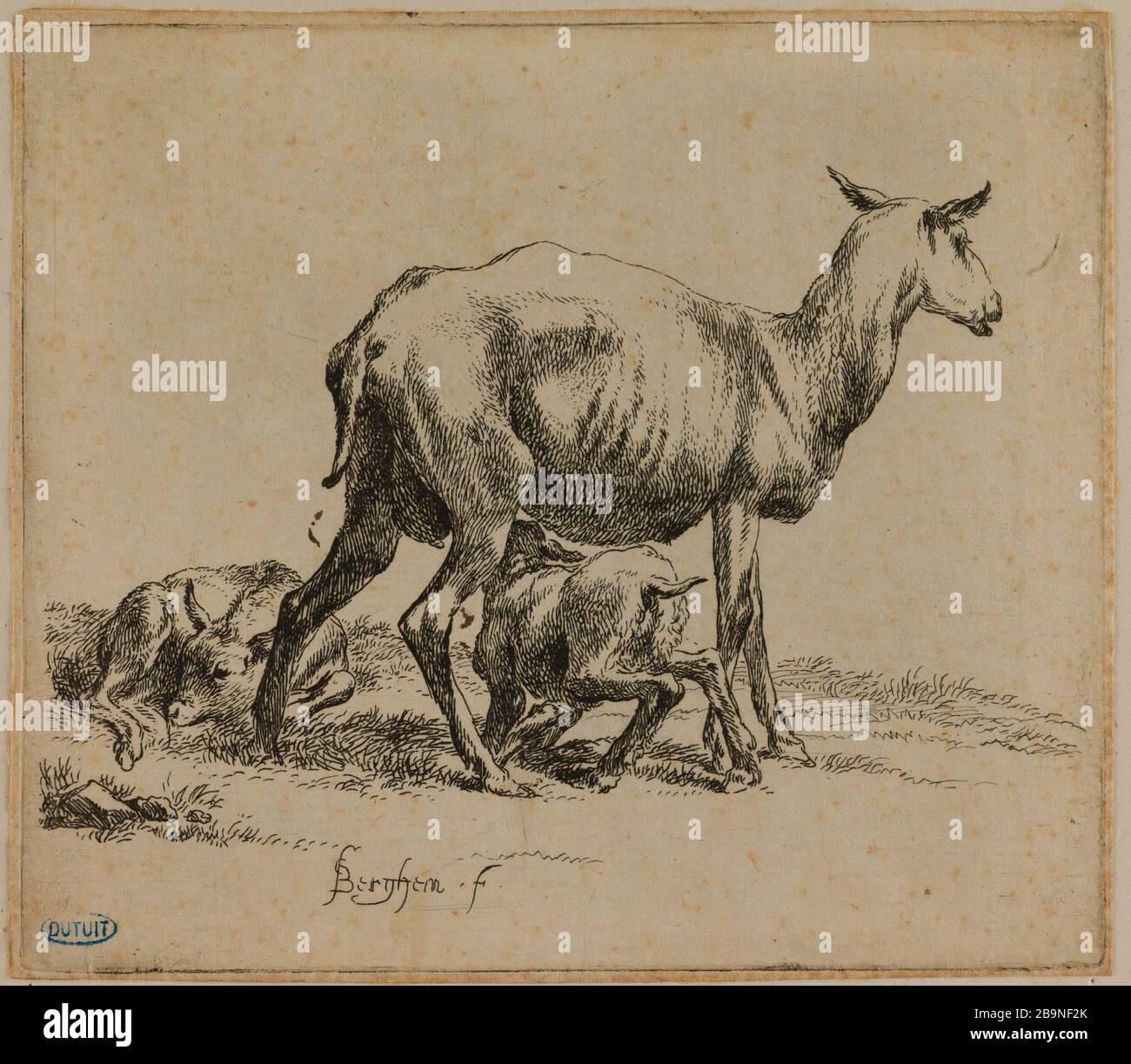 Brebis mouton immagini e fotografie stock ad alta risoluzione - Alamy