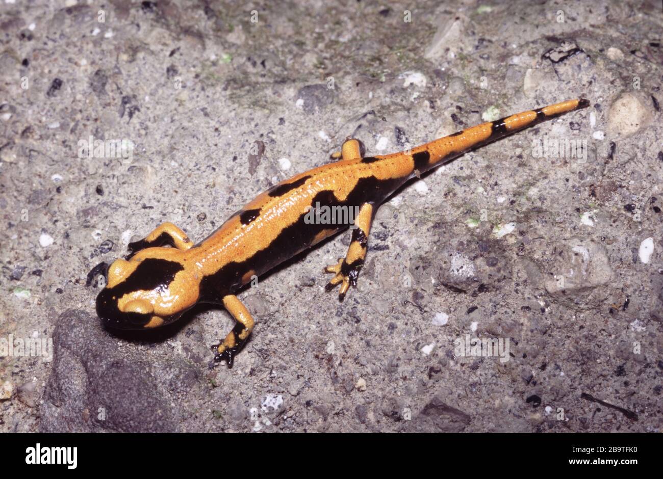 Anatomia Salamandra Immagini e Fotos Stock - Alamy