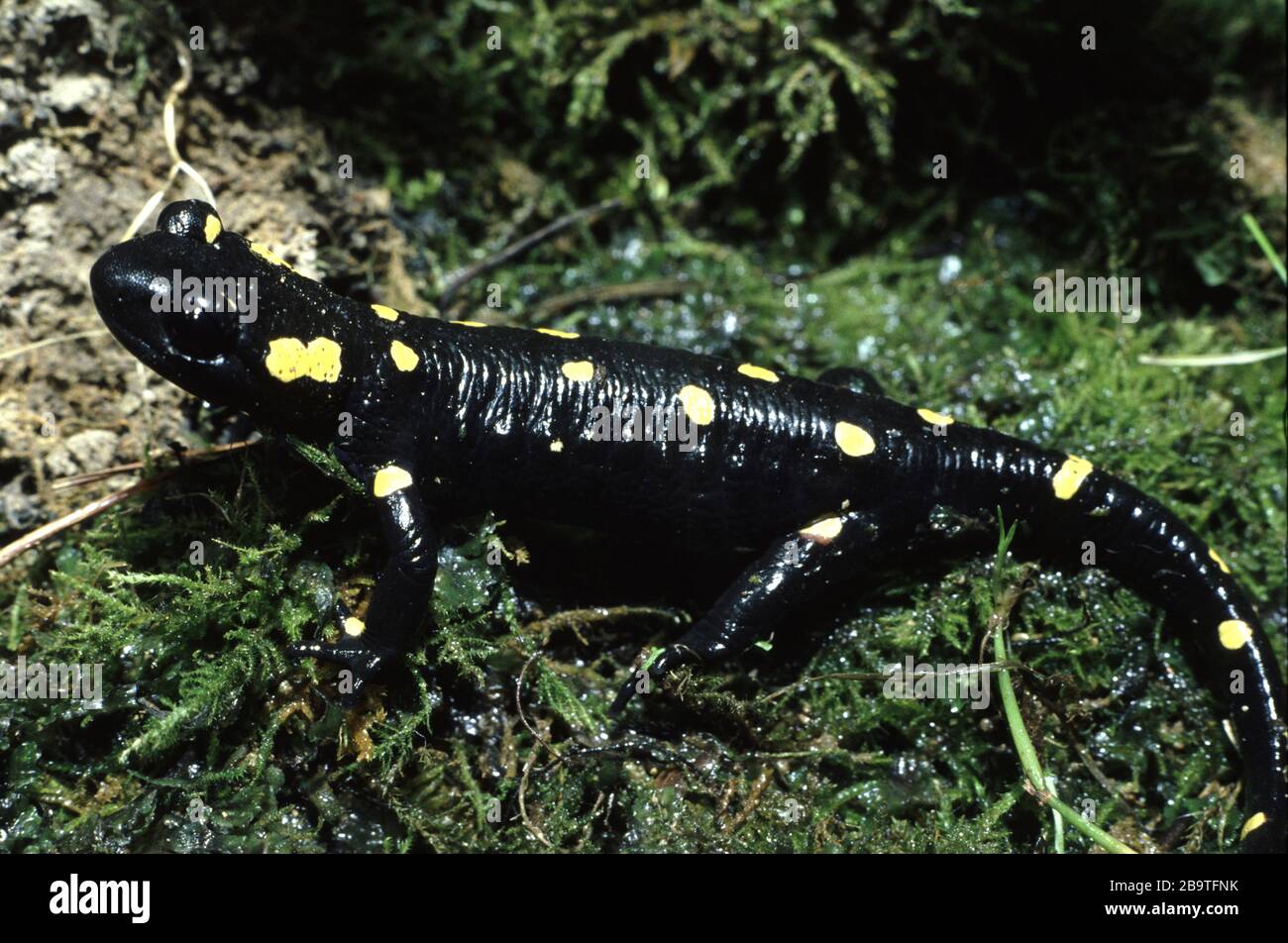 Anatomia salamandra immagini e fotografie stock ad alta risoluzione - Alamy