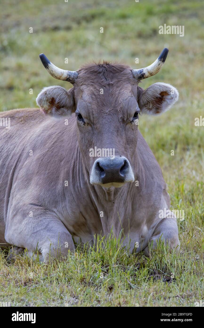 Mucca spagnola immagini e fotografie stock ad alta risoluzione - Alamy