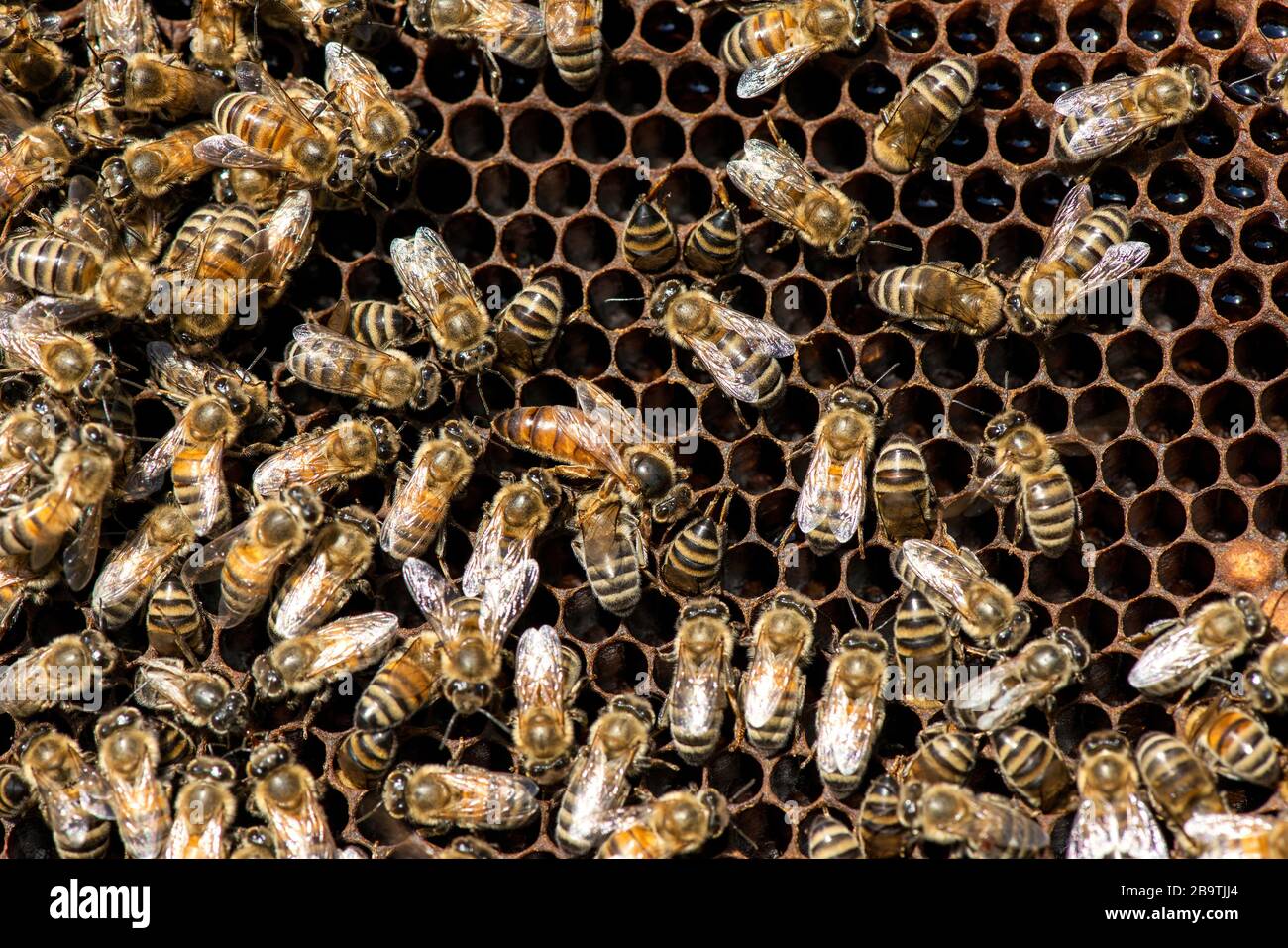 Cellule di sciame immagini e fotografie stock ad alta risoluzione - Alamy