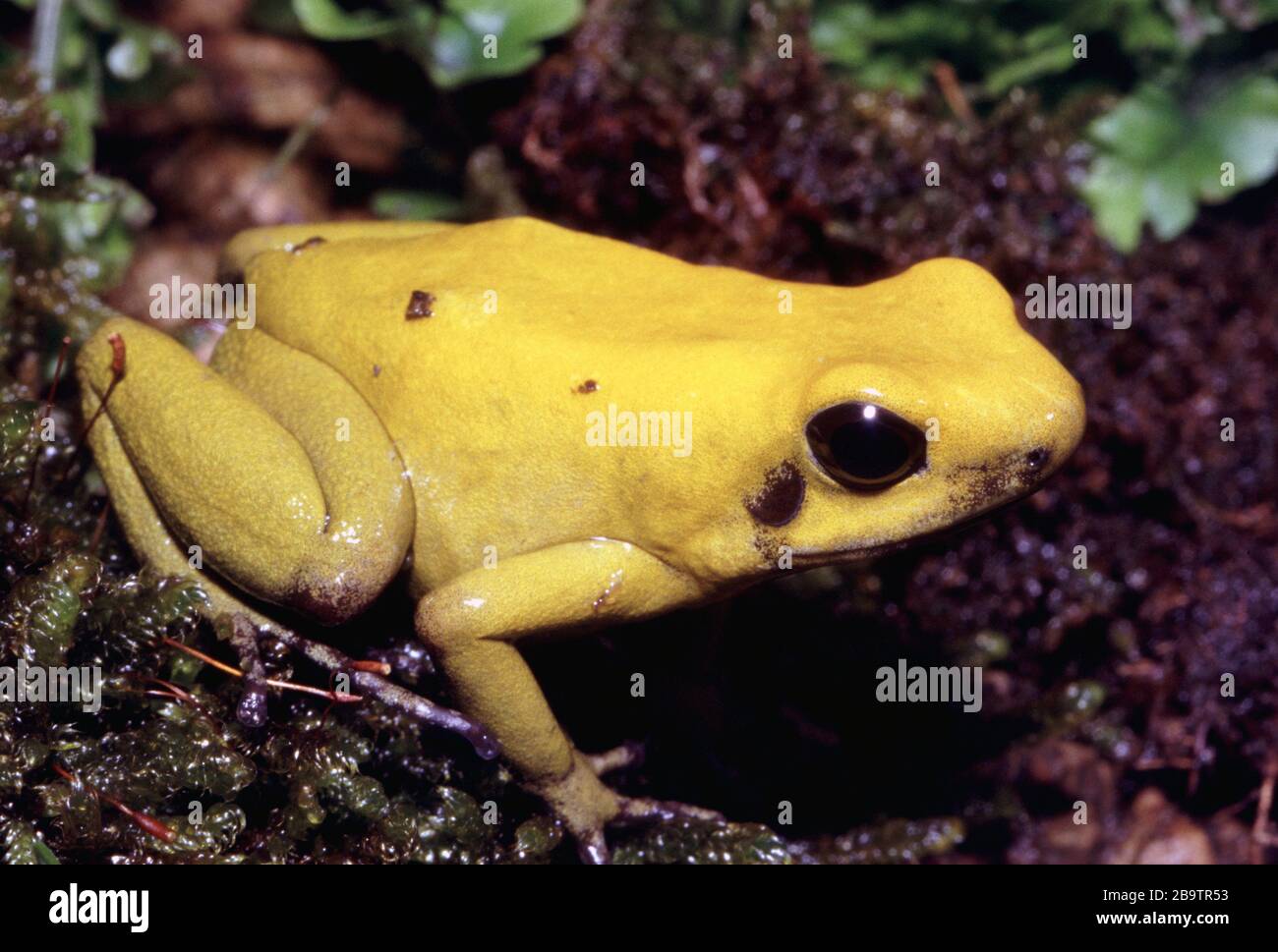 Rana velenosa dorata phyllobates terribilis immagini e fotografie stock ...
