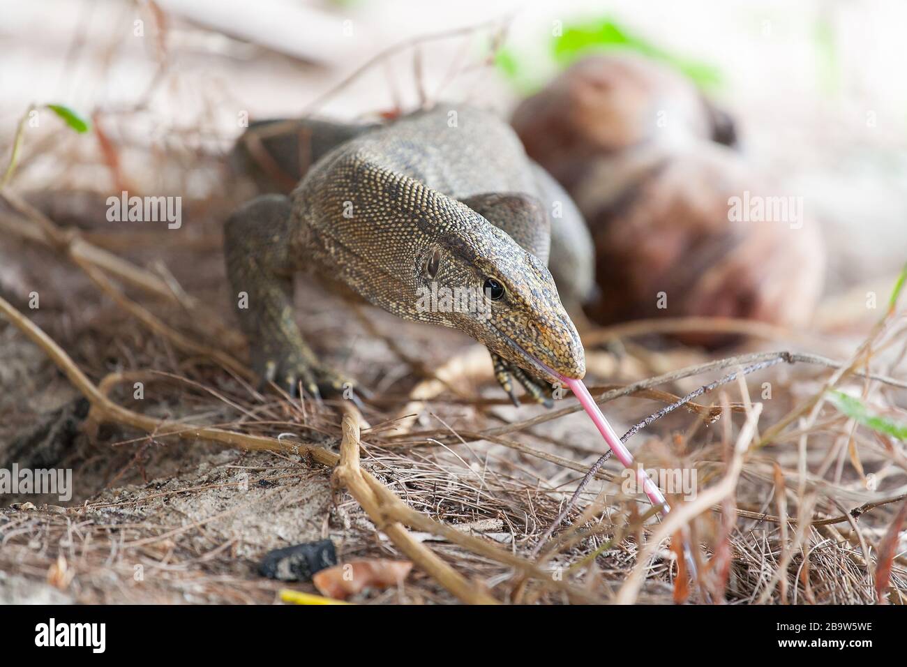 Lucertola gigante del monitor immagini e fotografie stock ad alta ...