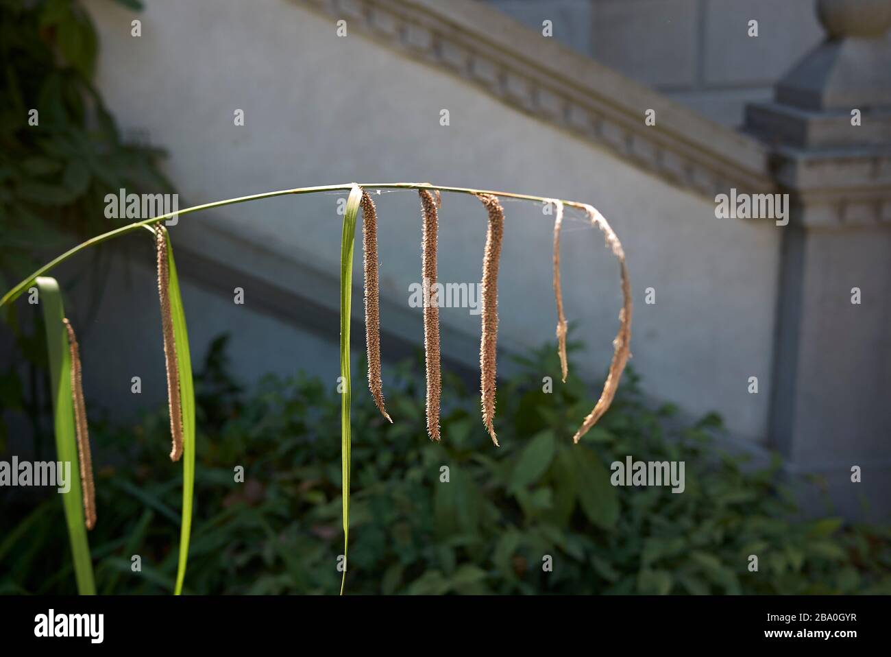 Pendula carex pendula immagini e fotografie stock ad alta risoluzione ...