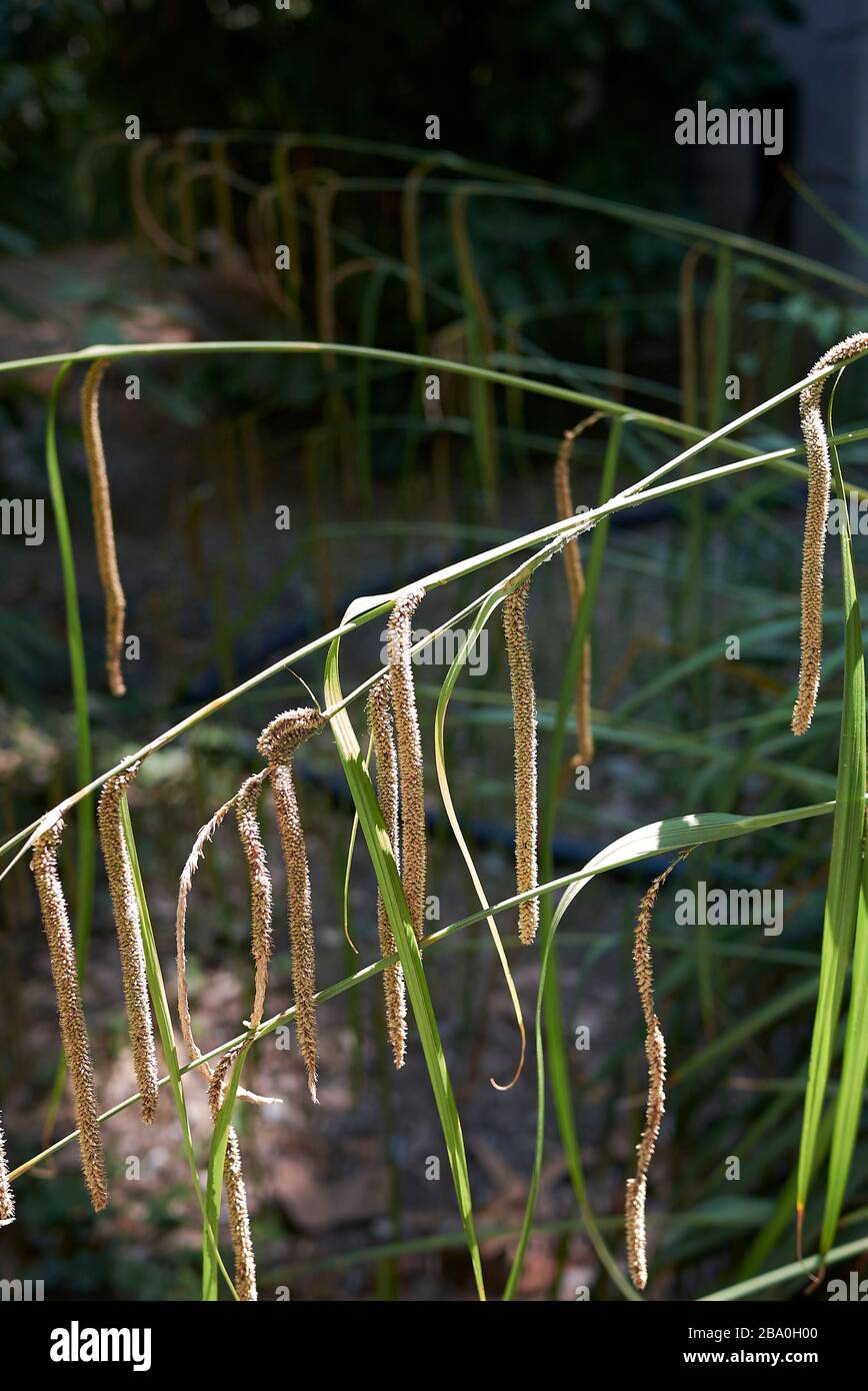 Carice pendula immagini e fotografie stock ad alta risoluzione - Alamy