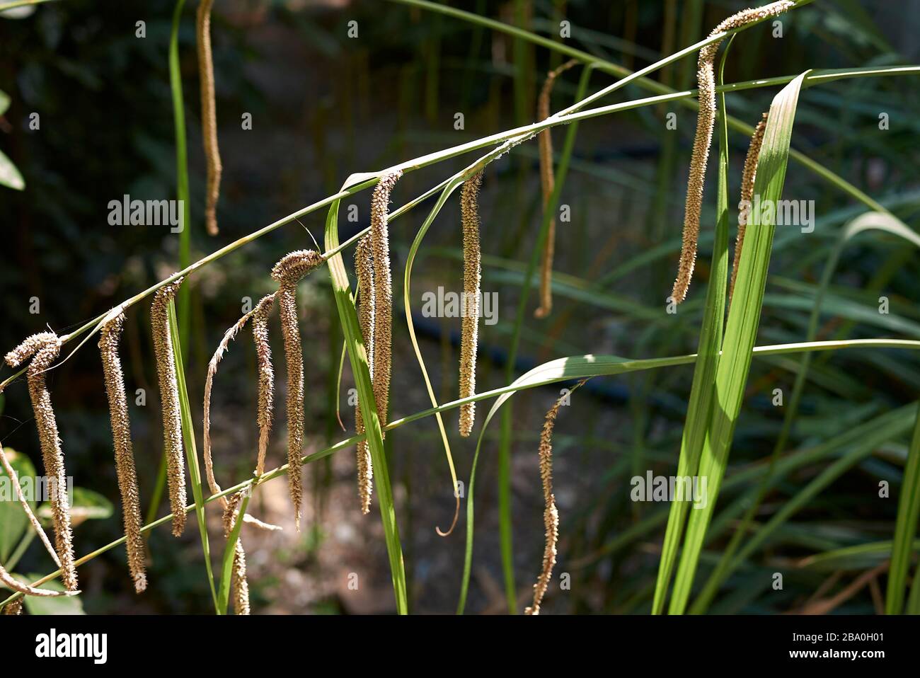 Carex pendula immagini e fotografie stock ad alta risoluzione - Alamy