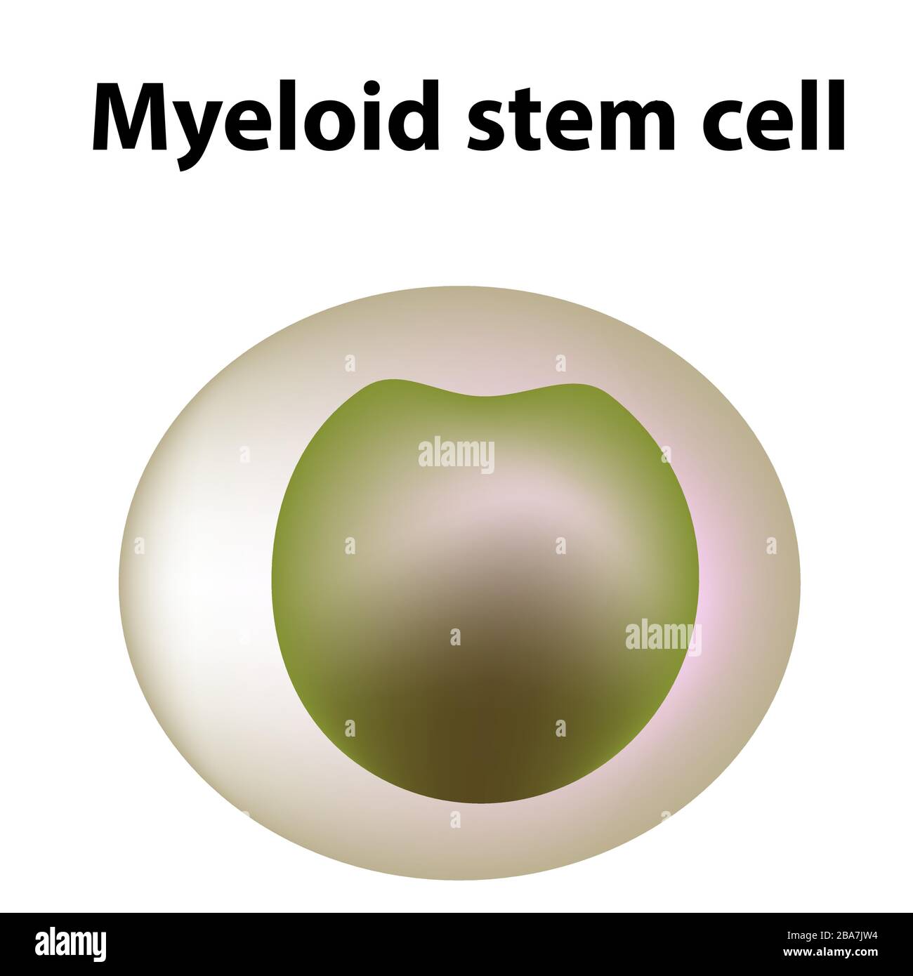 Cellula staminale mieloide Immagini Vettoriali Stock - Alamy