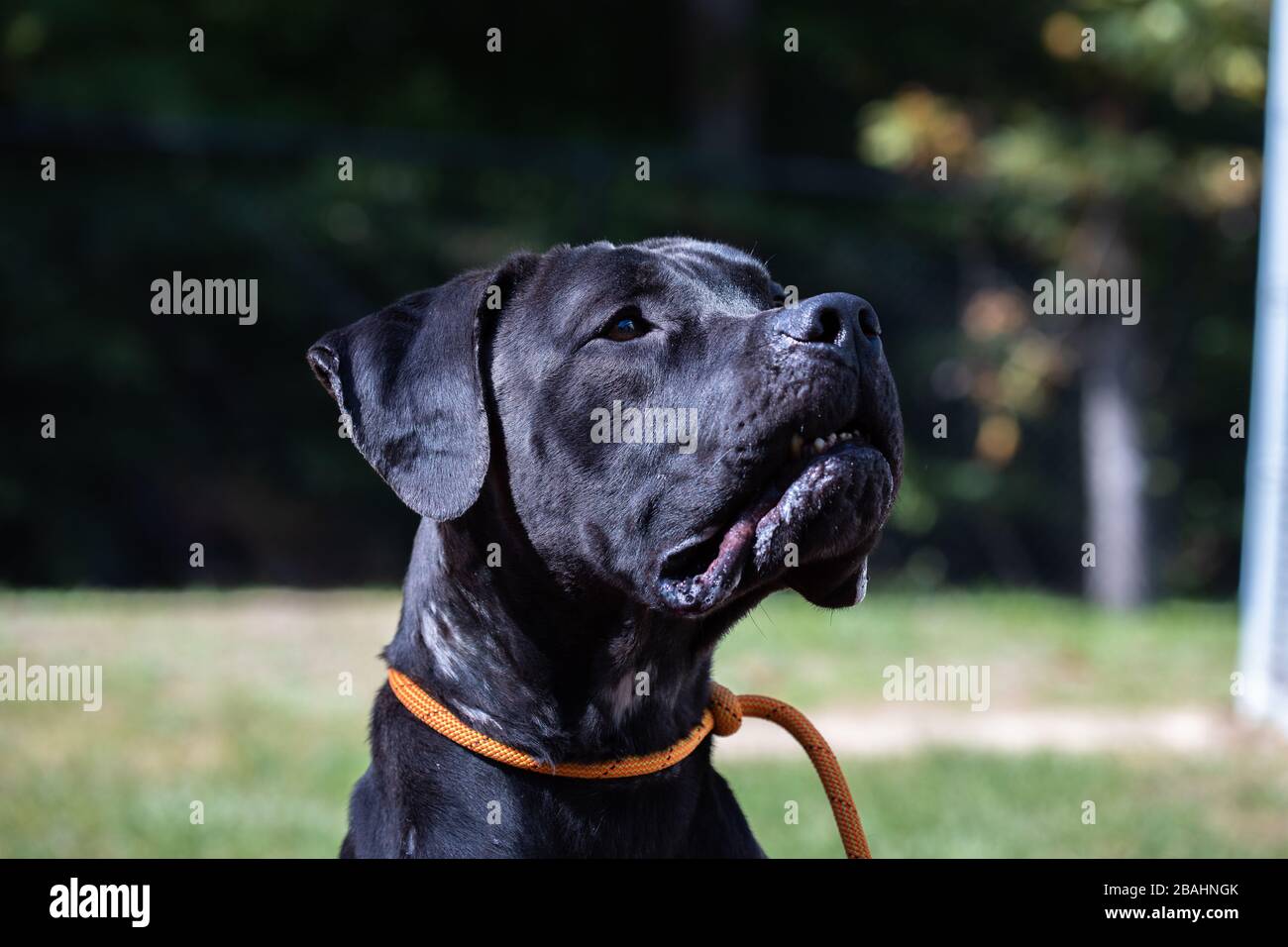Fagioli il cane immagini e fotografie stock ad alta risoluzione - Alamy