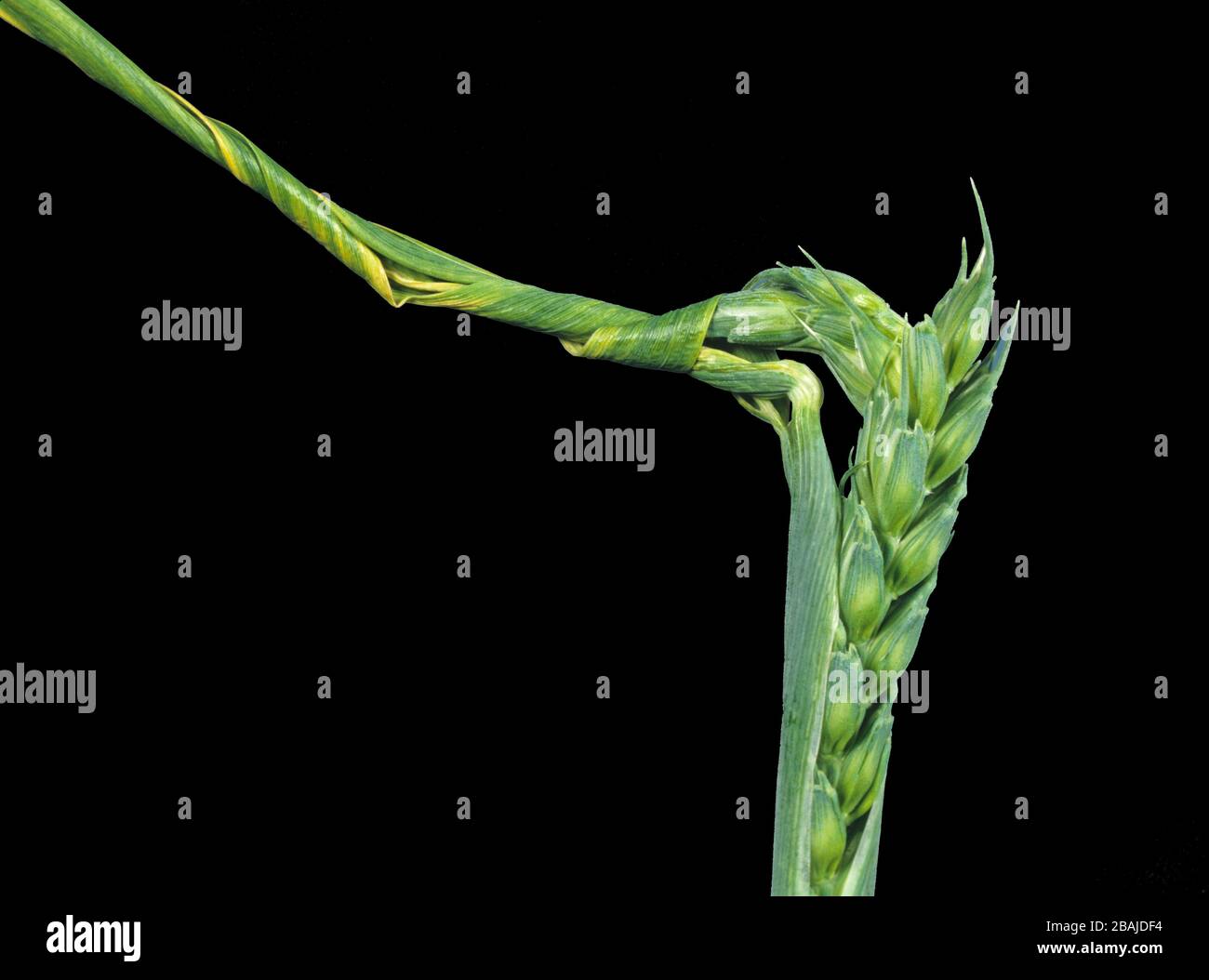 Carenza di minerali immagini e fotografie stock ad alta risoluzione - Alamy