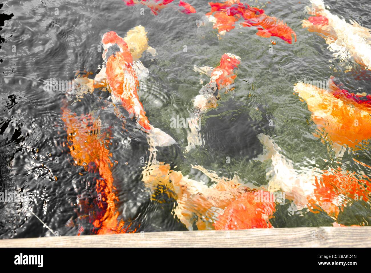 Carpa ibrida immagini e fotografie stock ad alta risoluzione - Alamy
