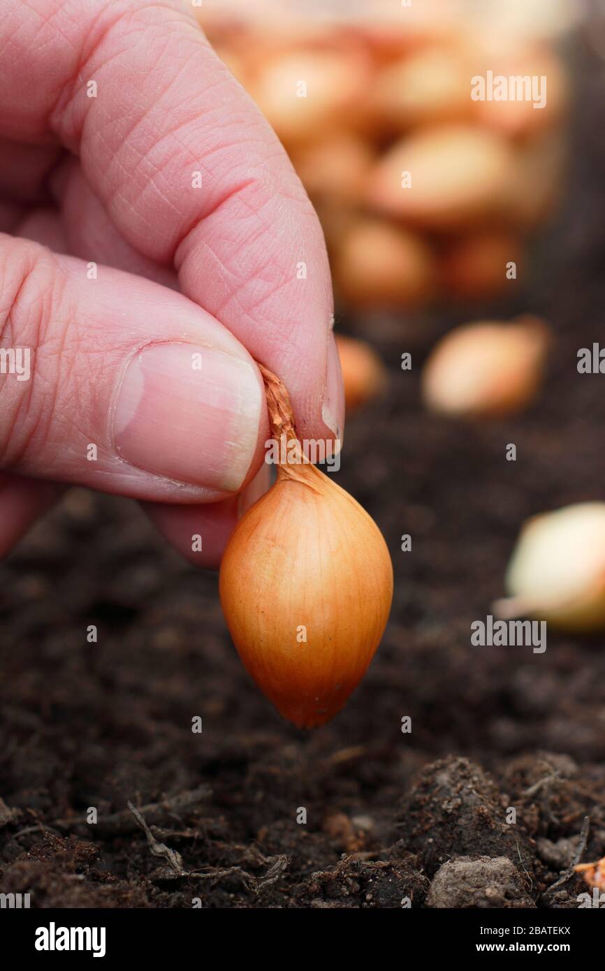 Piantare il terreno delle cipolle immagini e fotografie stock ad alta ...