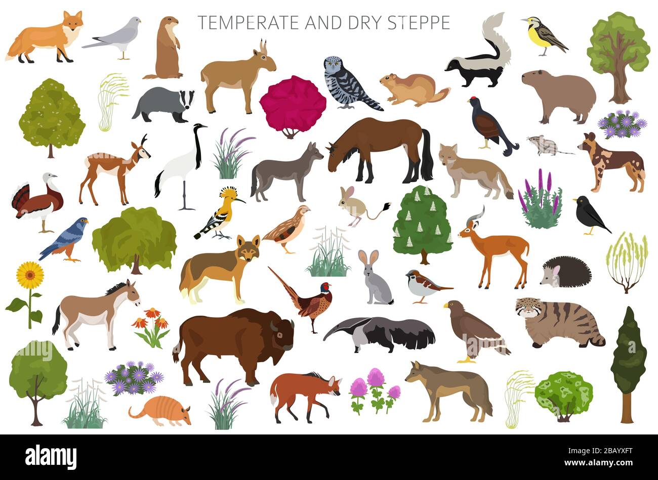 Bioma steppa temperato e secco, infografica naturale. Prarie, steppa ...