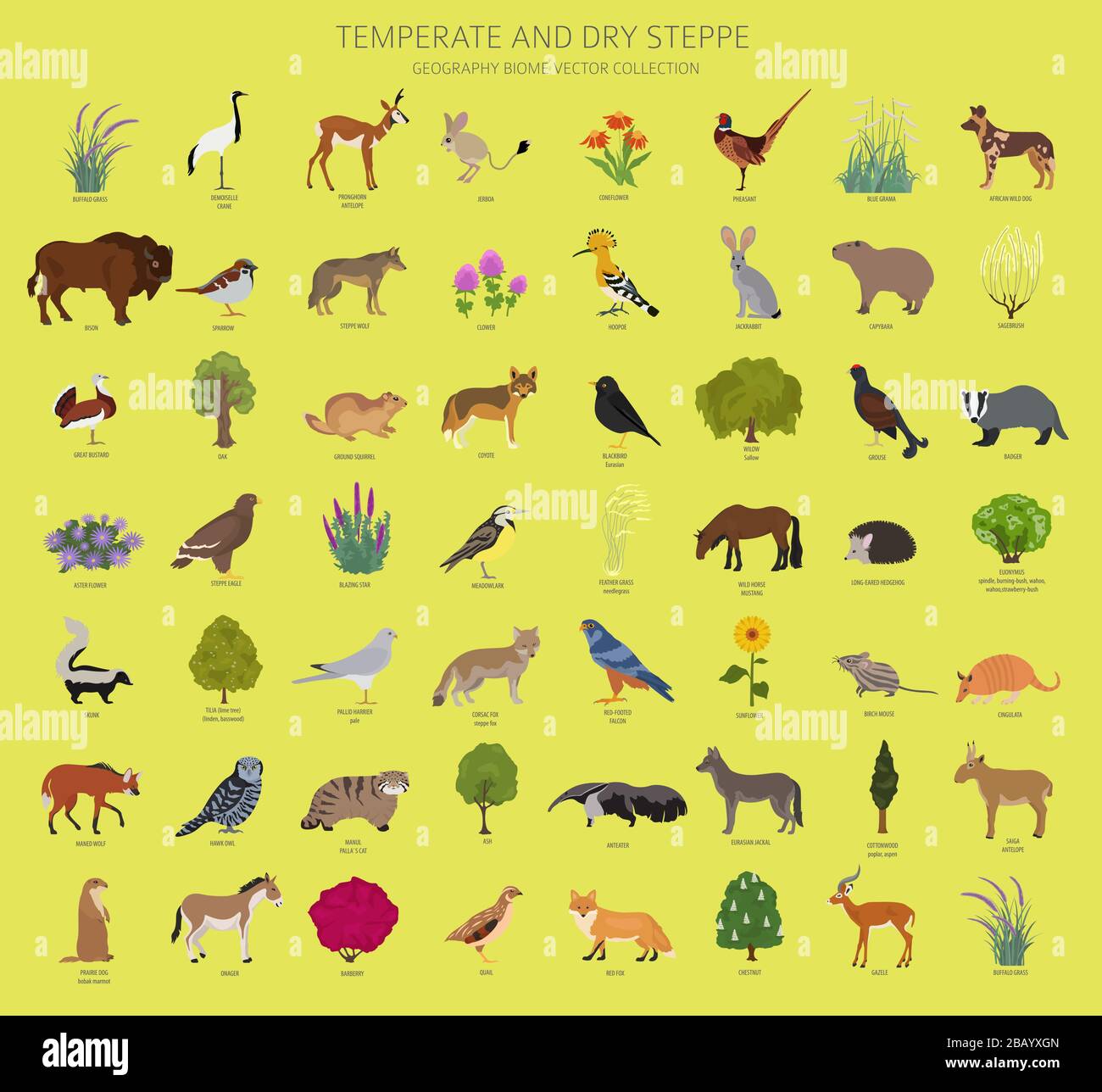 Bioma steppa temperato e secco, infografica naturale. Prarie, steppa ...
