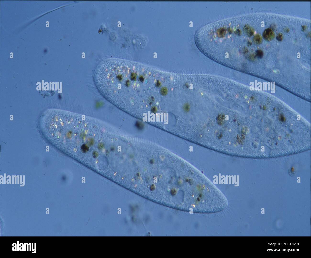 Ciliati ciliati immagini e fotografie stock ad alta risoluzione - Alamy