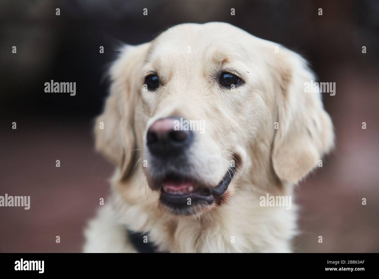 Campo Di Golden Retriever Immagini e Fotos Stock - Alamy