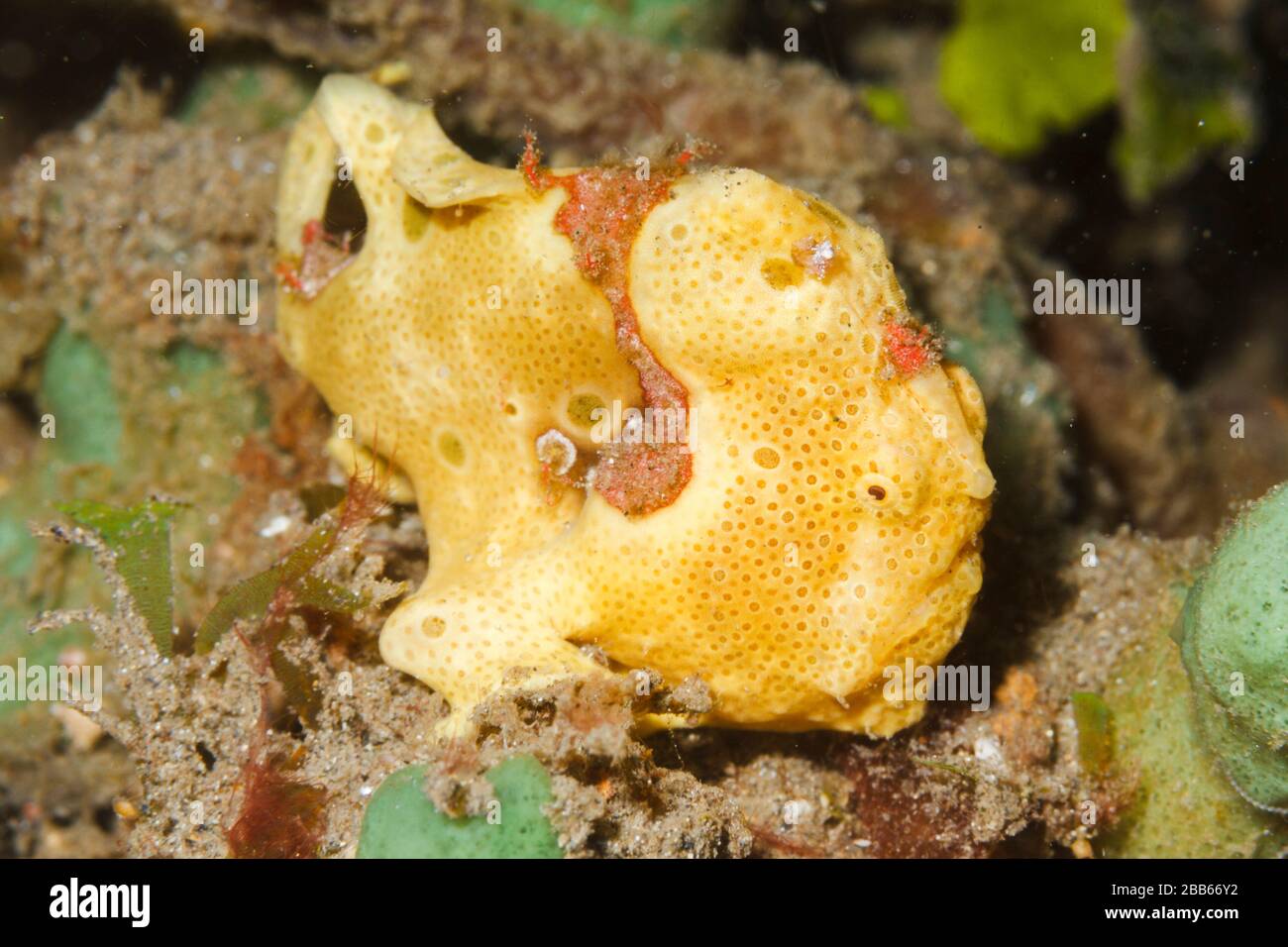 Pictus di antennarius dipinto di pesci rana immagini e fotografie stock ...