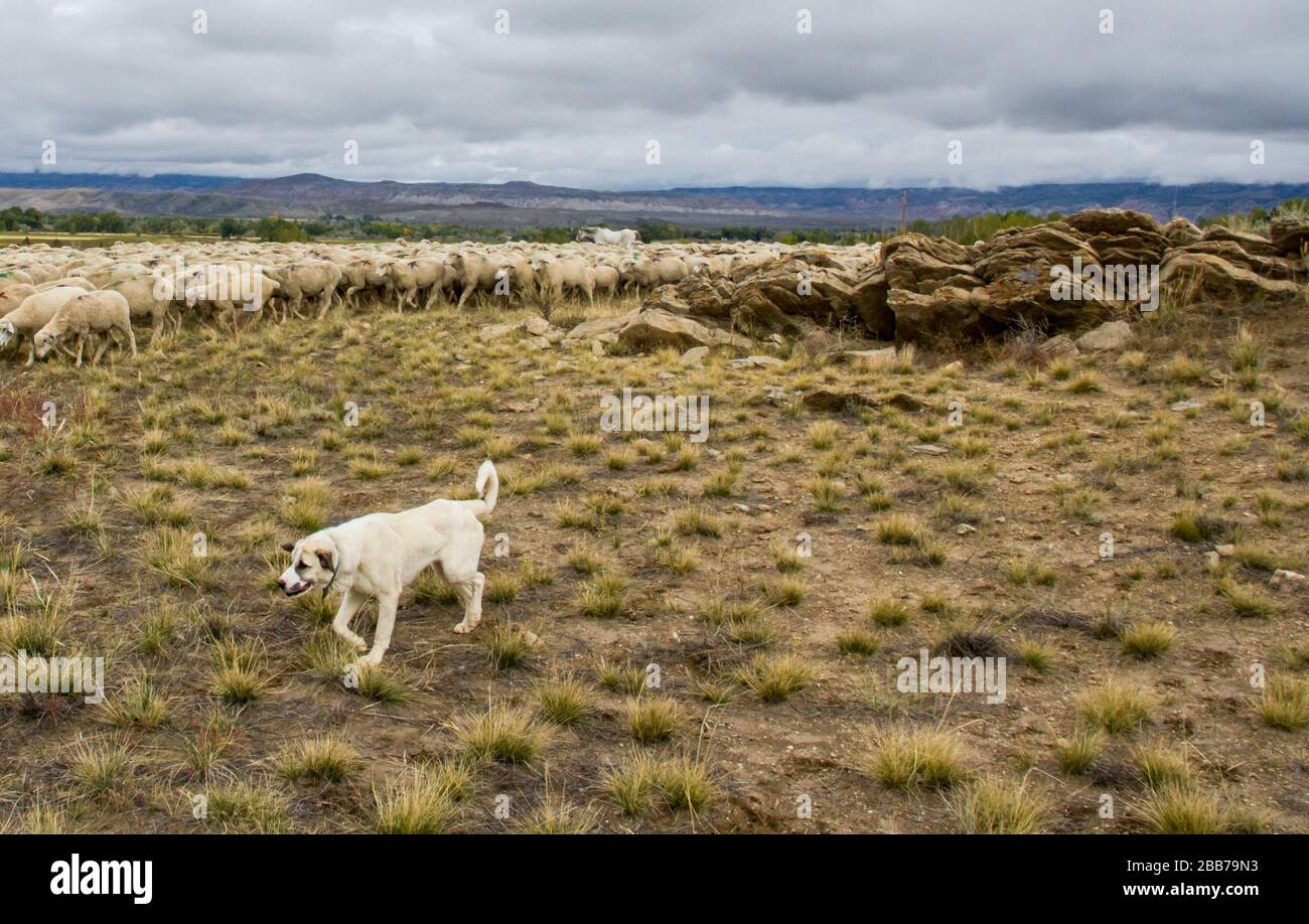 Kangal Turco Immagini e Fotos Stock - Alamy