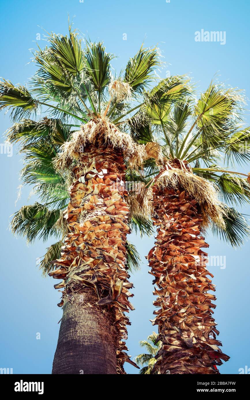 Struttura delle fronde di palma immagini e fotografie stock ad alta ...