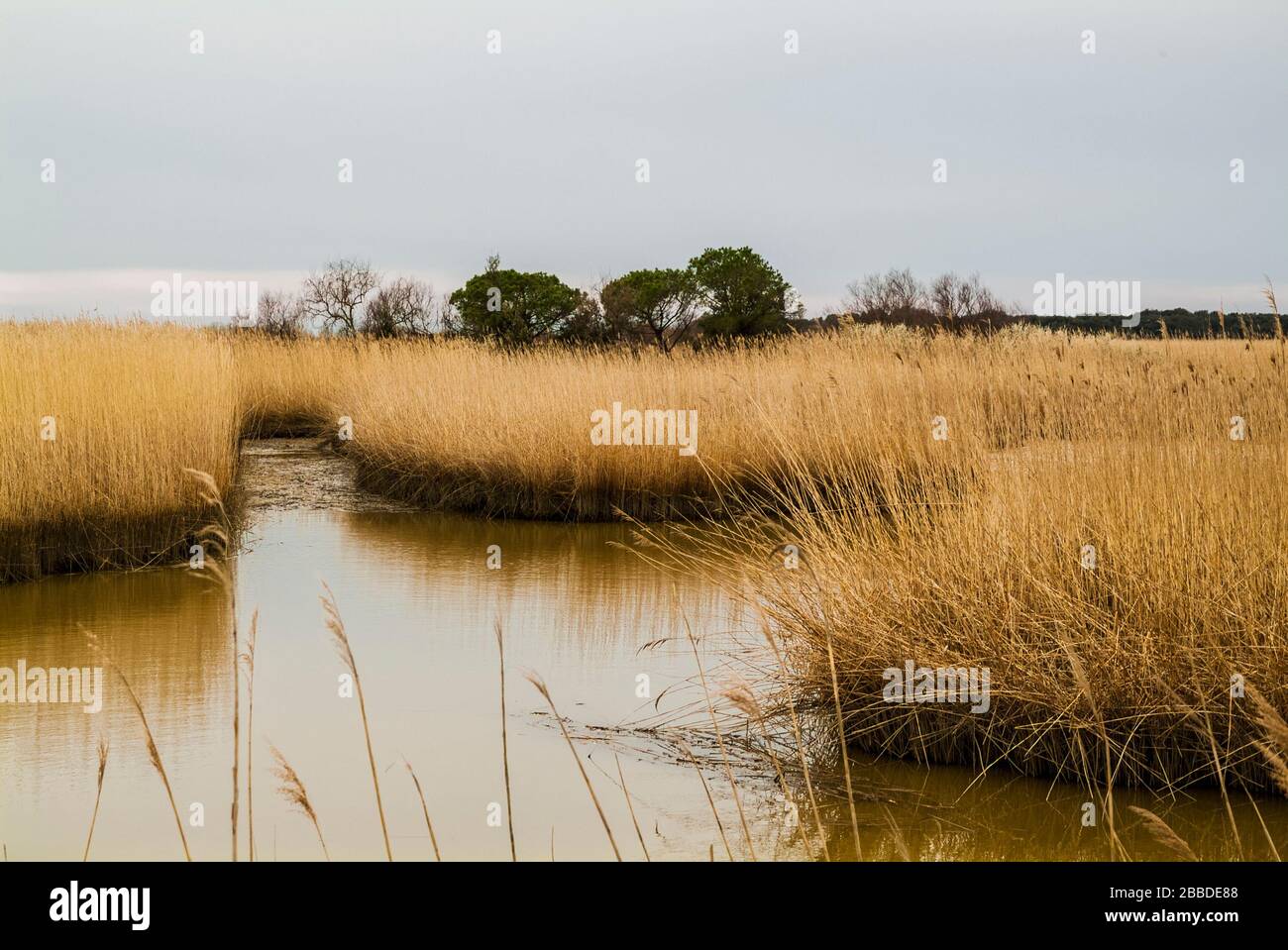 Uccello di palude delta del po immagini e fotografie stock ad alta ...