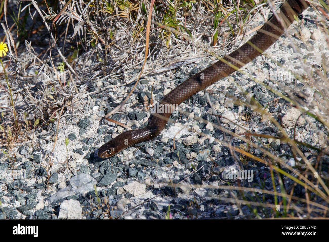 Serpente velenoso pericolo fauna selvatica immagini e fotografie stock ...