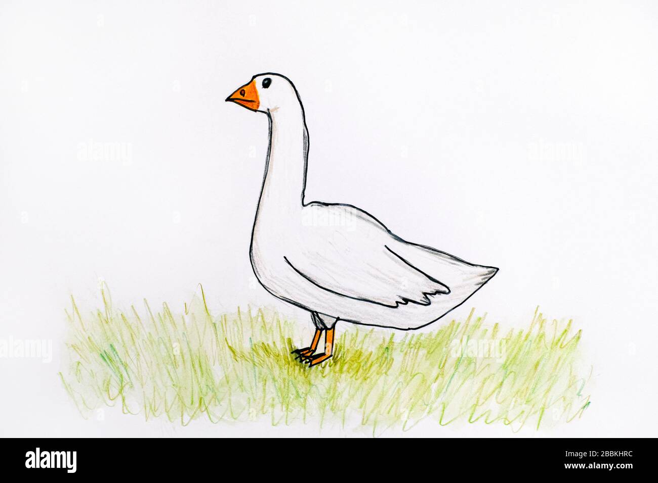 Disegno a mano oca immagini e fotografie stock ad alta risoluzione - Alamy