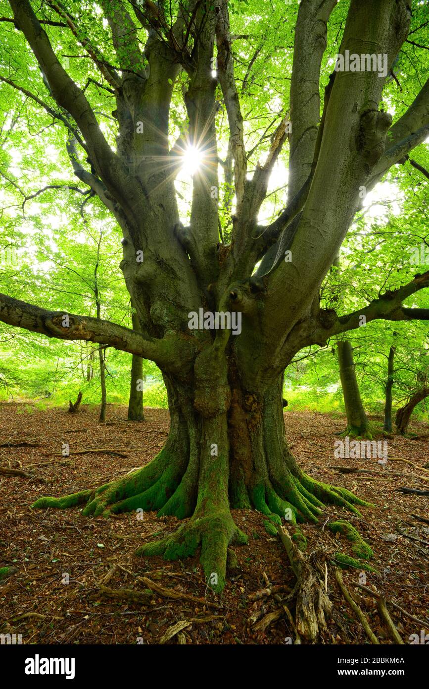 Albero della capanna immagini e fotografie stock ad alta risoluzione ...
