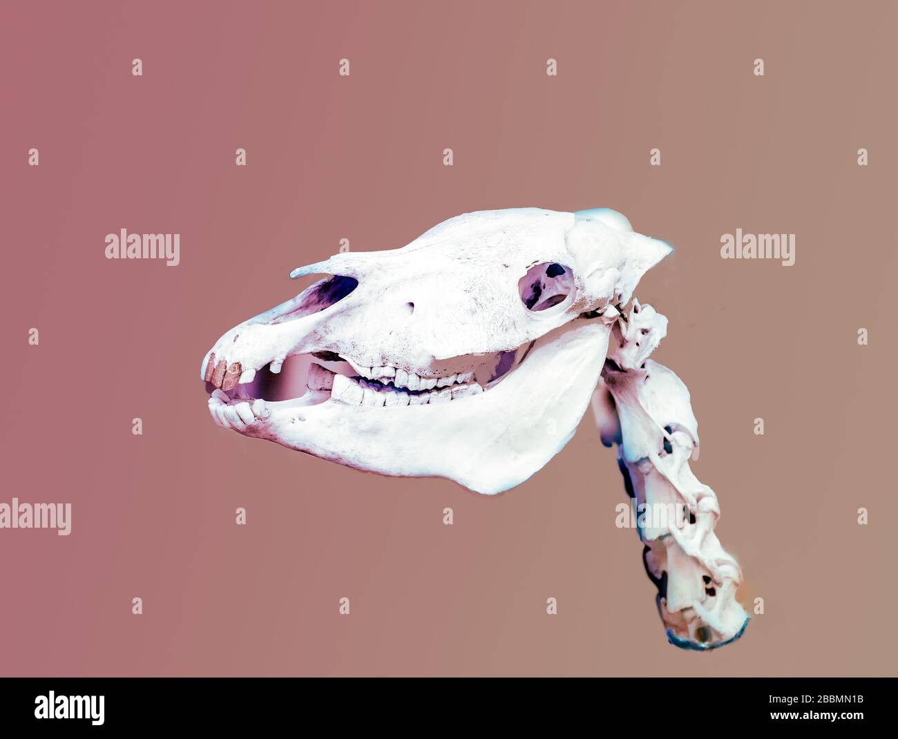 Anatomia scheletrica del cavallo immagini e fotografie stock ad alta ...