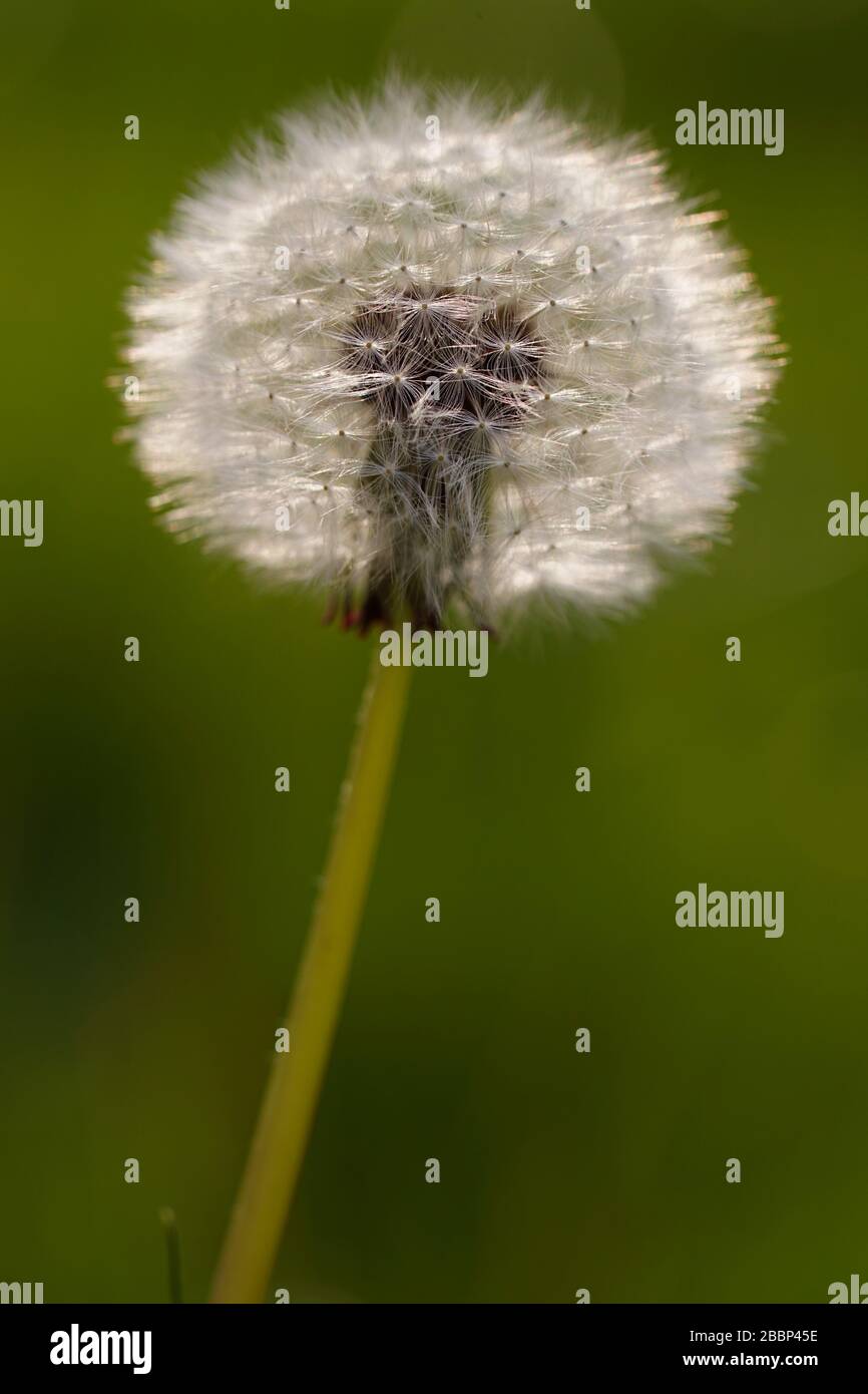 Pianta di tarassaco immagini e fotografie stock ad alta risoluzione - Alamy