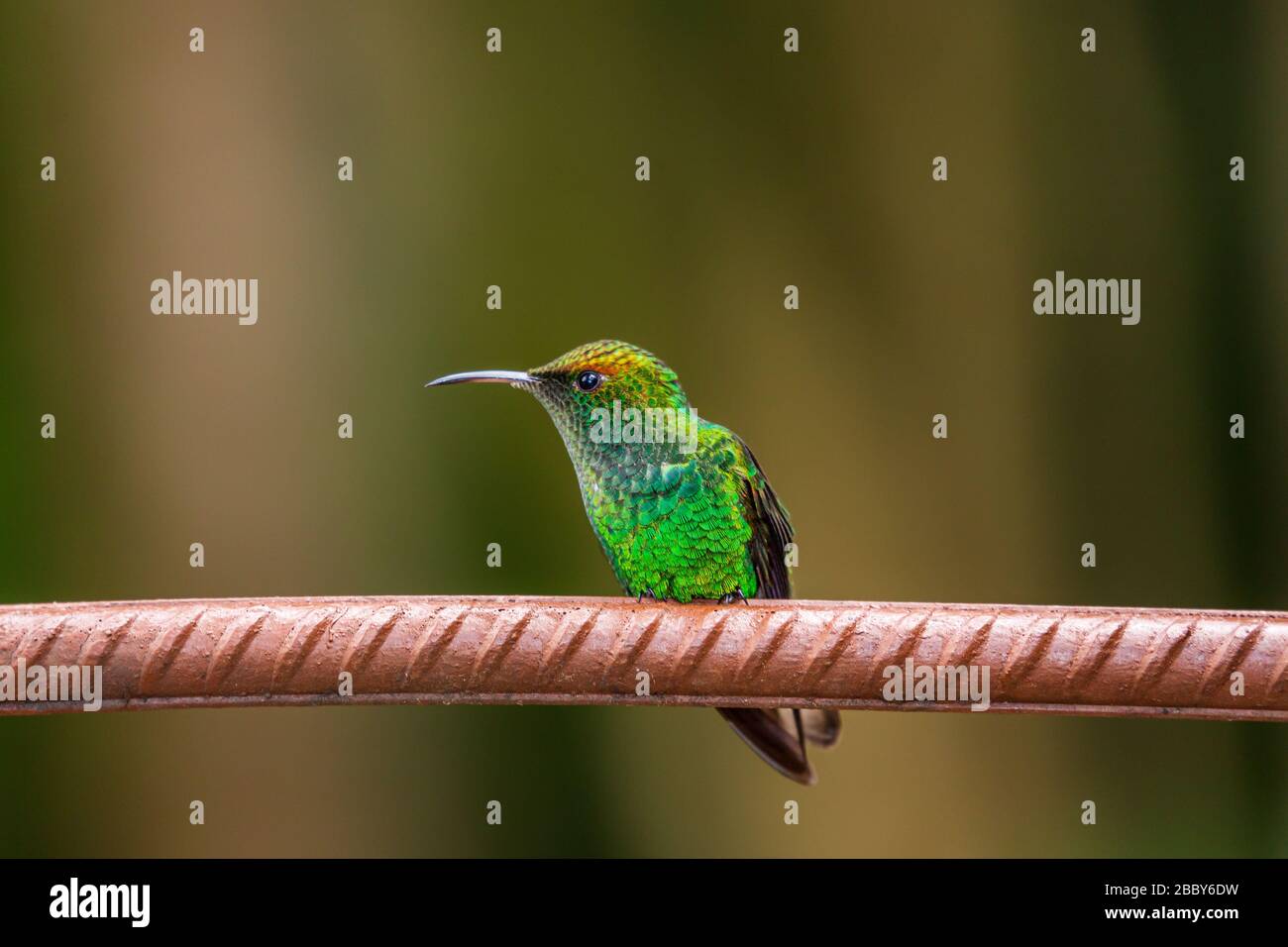 Cupreiceps elvira colibrì verde smeraldo a testa di rame immagini e ...