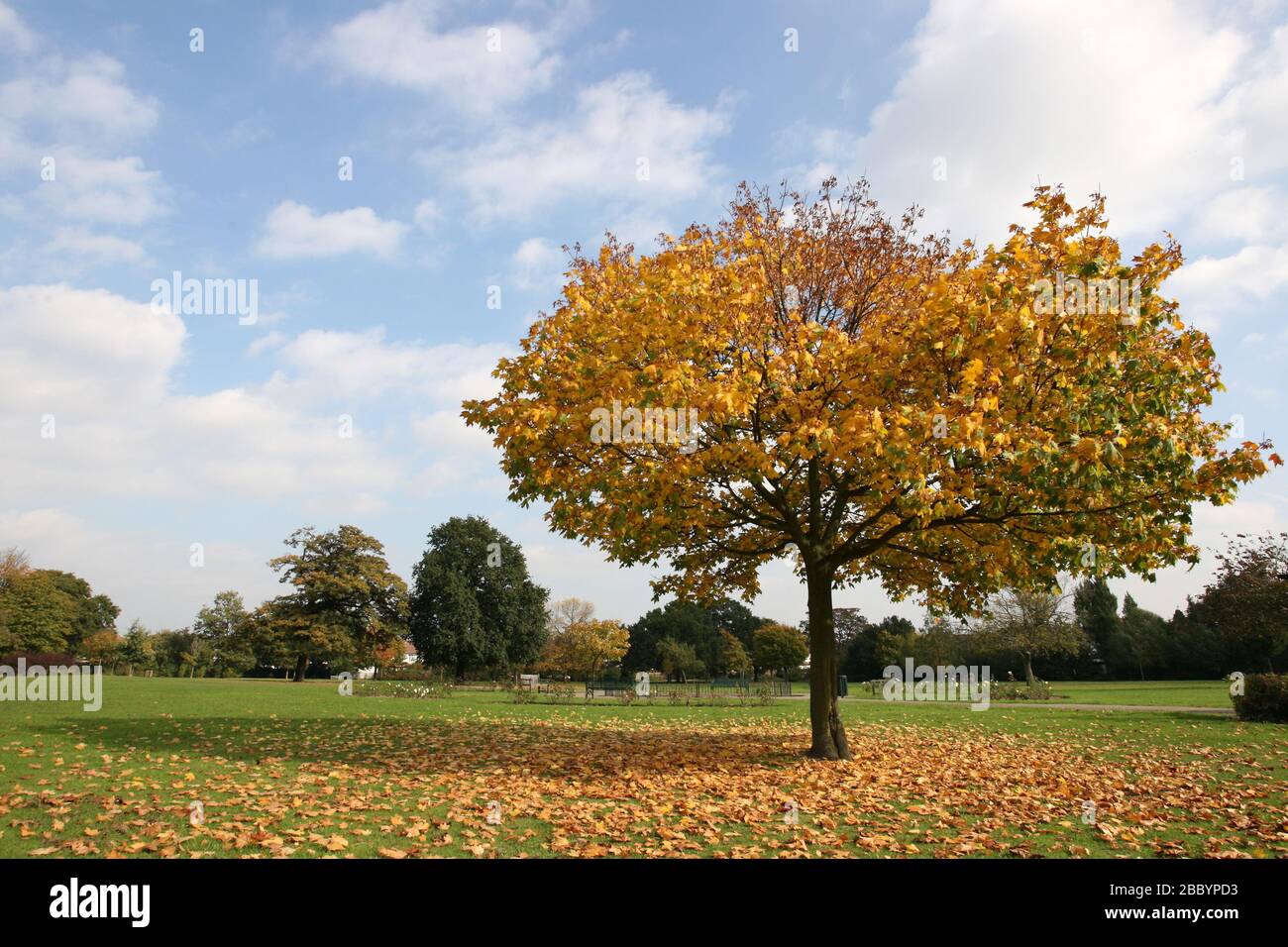 Vista generale delle foglie e degli alberi d'autunno. Clayhall Park ...