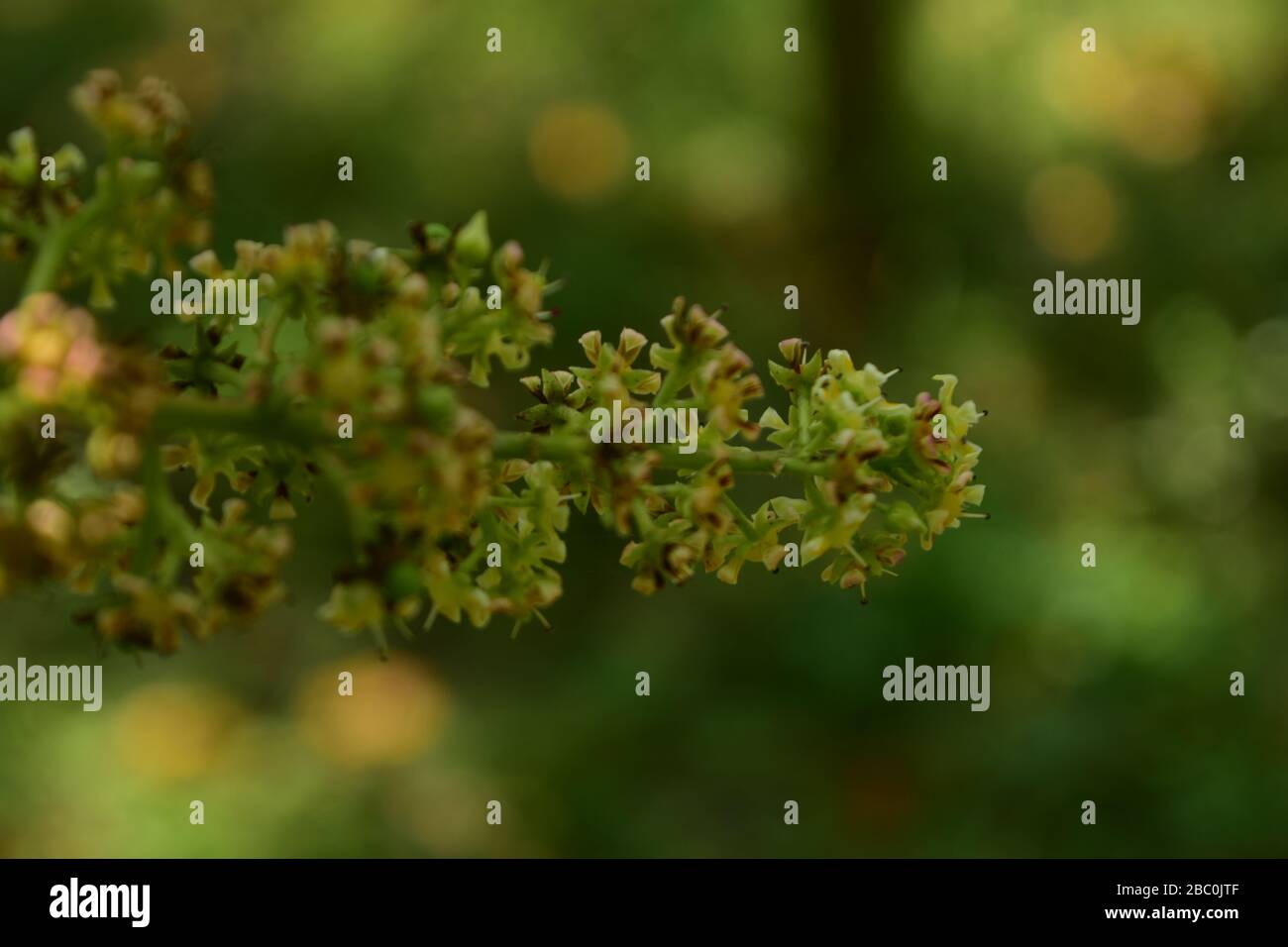 Fiore di mango immagini e fotografie stock ad alta risoluzione - Alamy