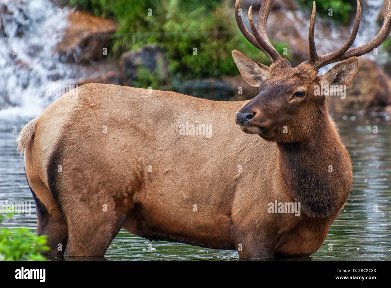 Cervo wapiti immagini e fotografie stock ad alta risoluzione - Alamy